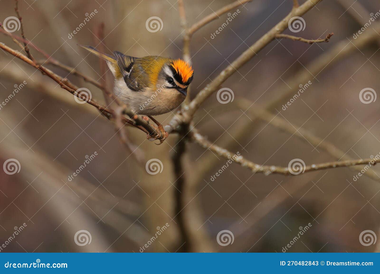 Firecrest Displaying Its Crest. Stock Image - Image of finch, bird ...