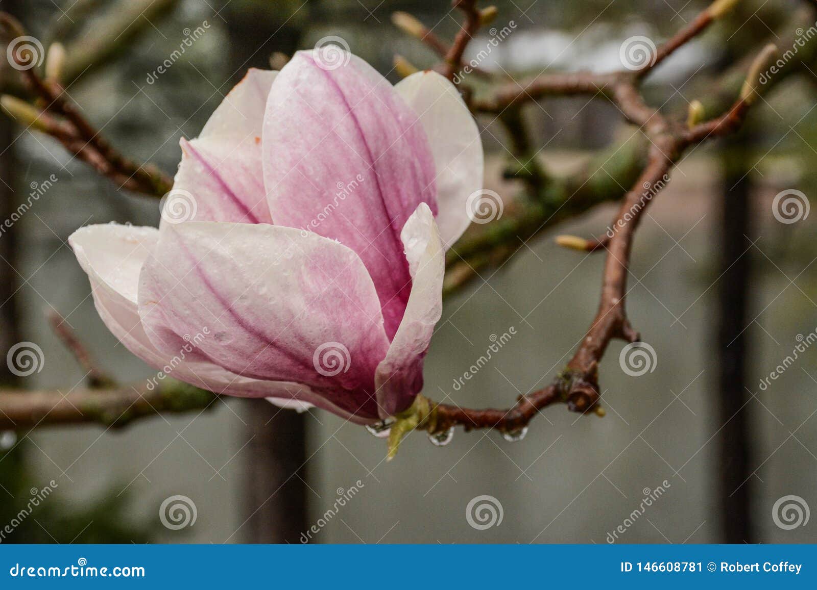 An Early Spring Bloom on a Magnolia Tree Stock Image - Image of early ...