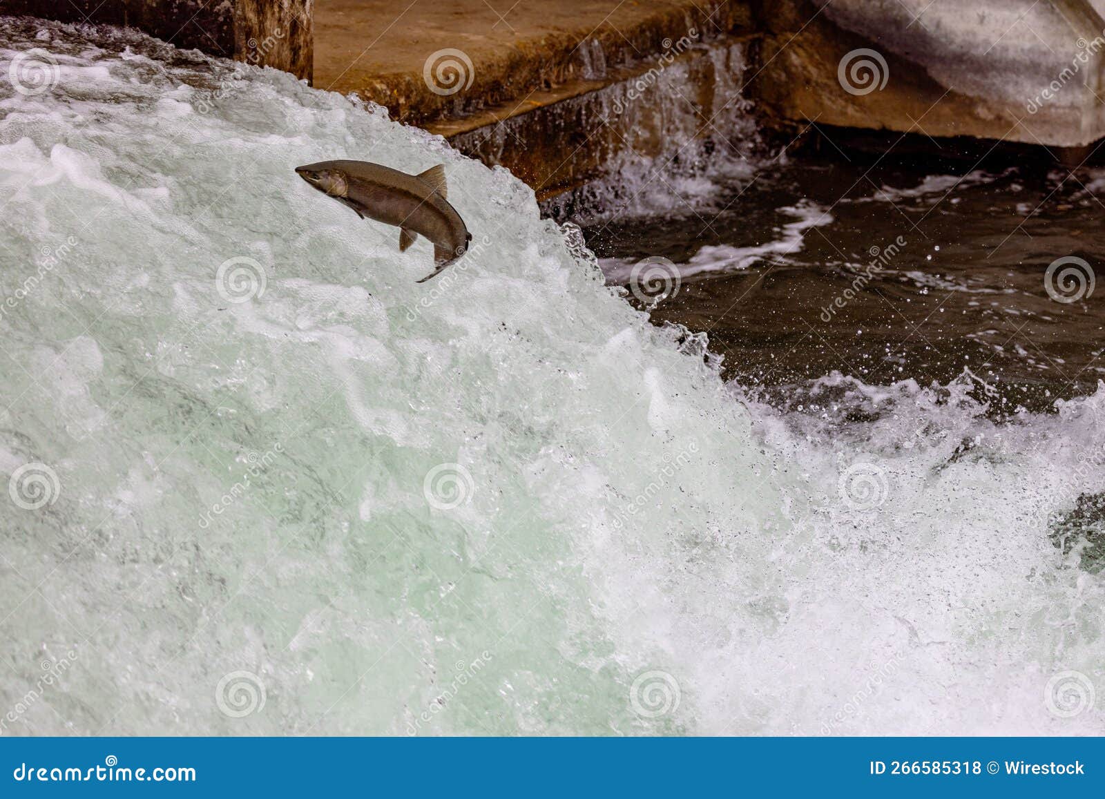 View of a Fish Jumping Up a Small Waterfall Stock Photo - Image of ...