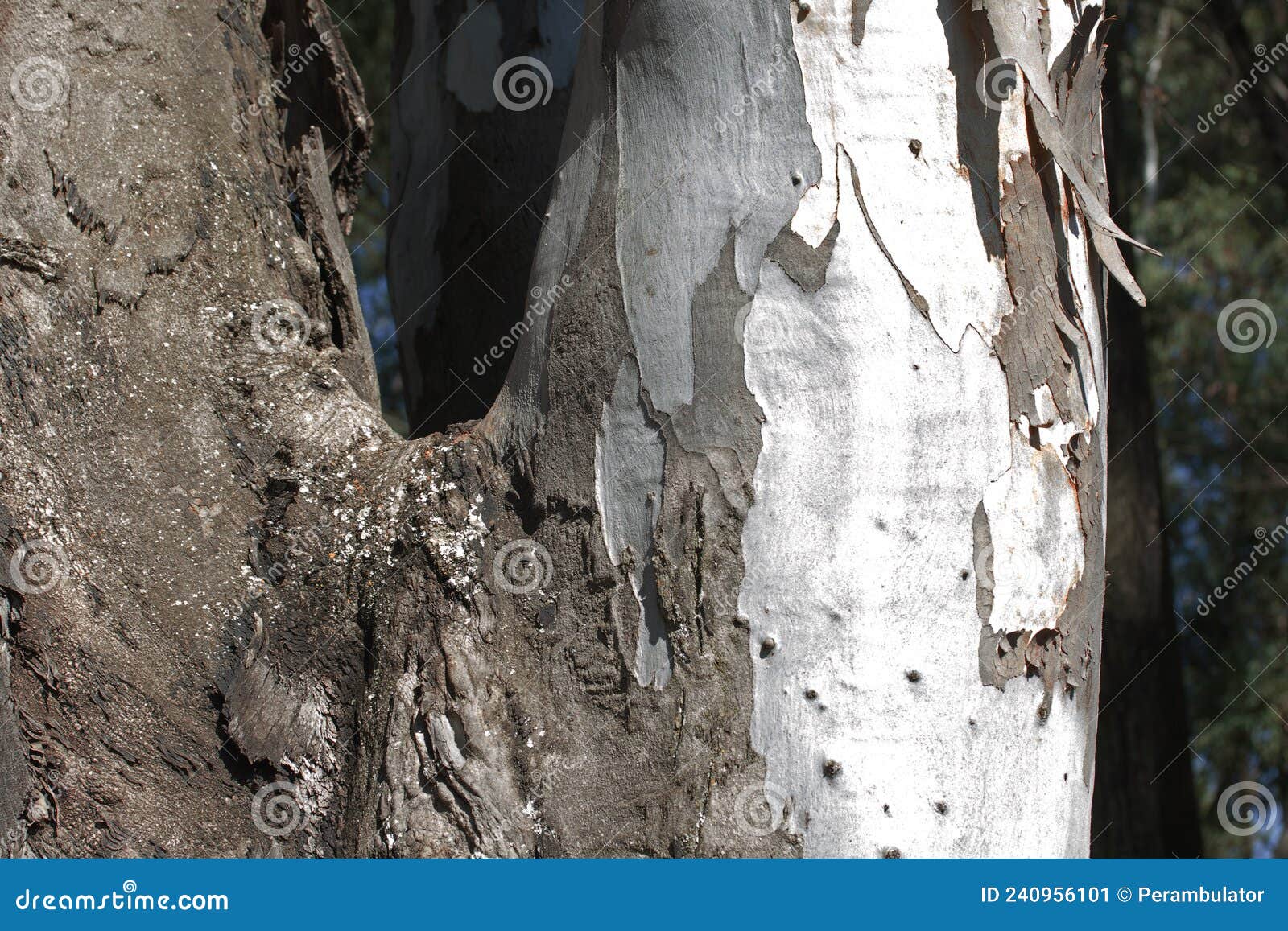VIEW of FLAKING BARK on the TRUNK of a EUCALYPTUS TREE Stock Image ...