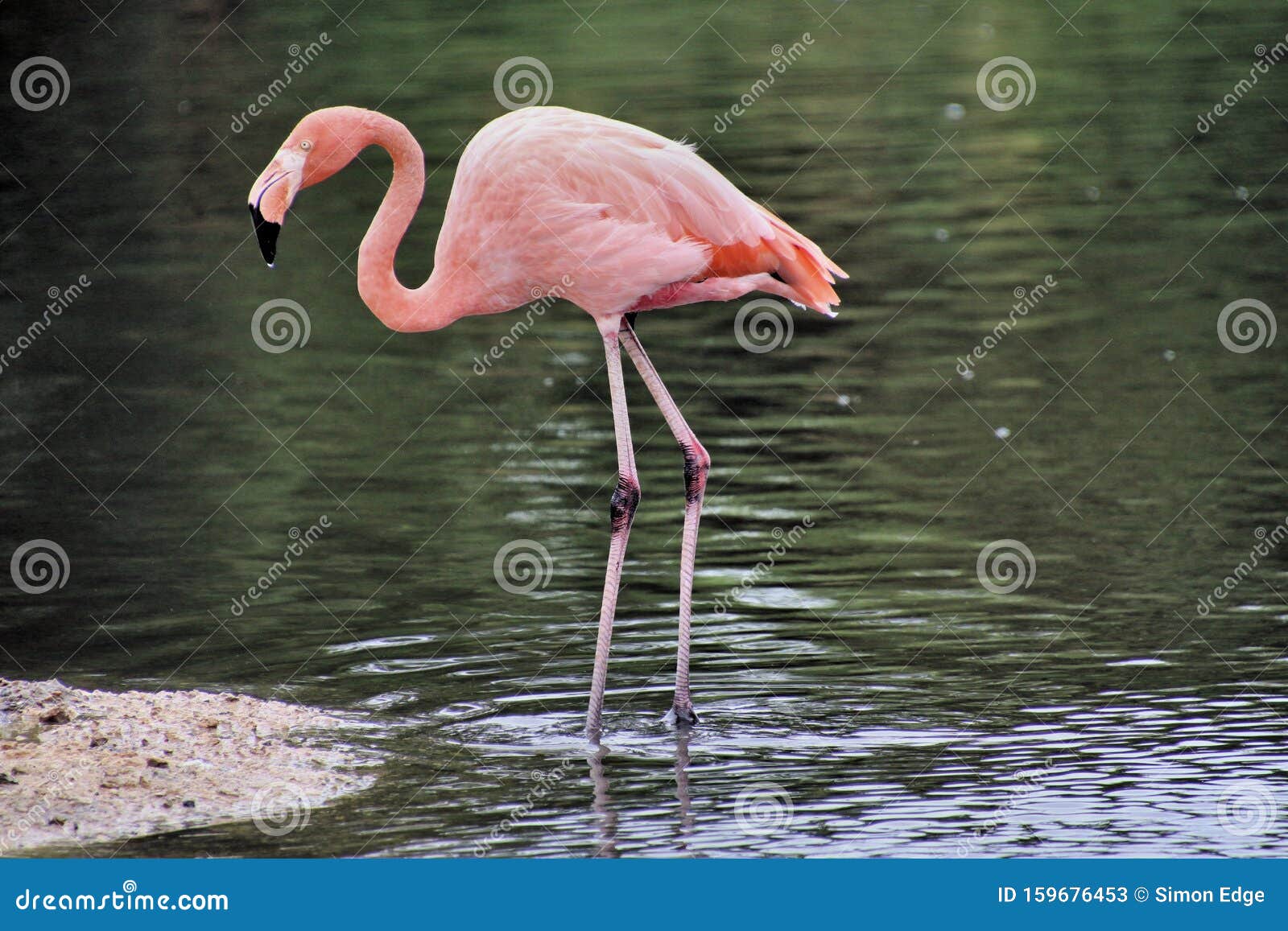 A view of a Flamingo stock image. Image of caribean - 159676453