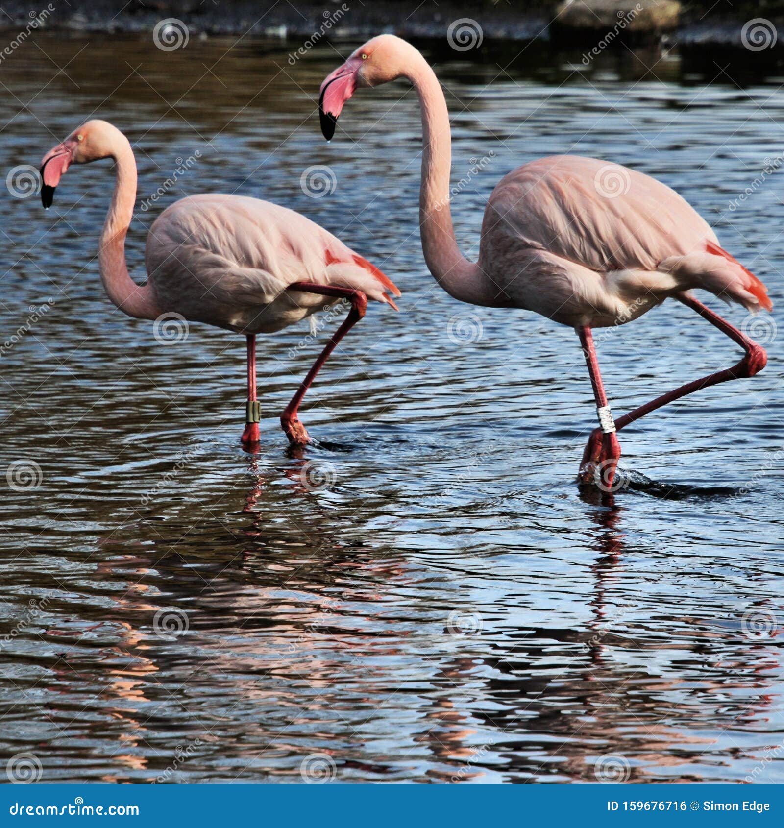 A view of 2 Flamingos stock photo. Image of wild, pink - 159676716