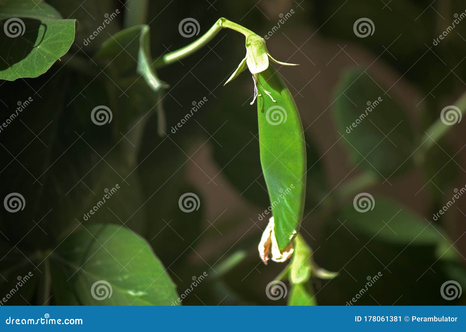 FLAT YOUNG GREEN DEVELOPING PEA POD Stock Image - Image of beauty ...