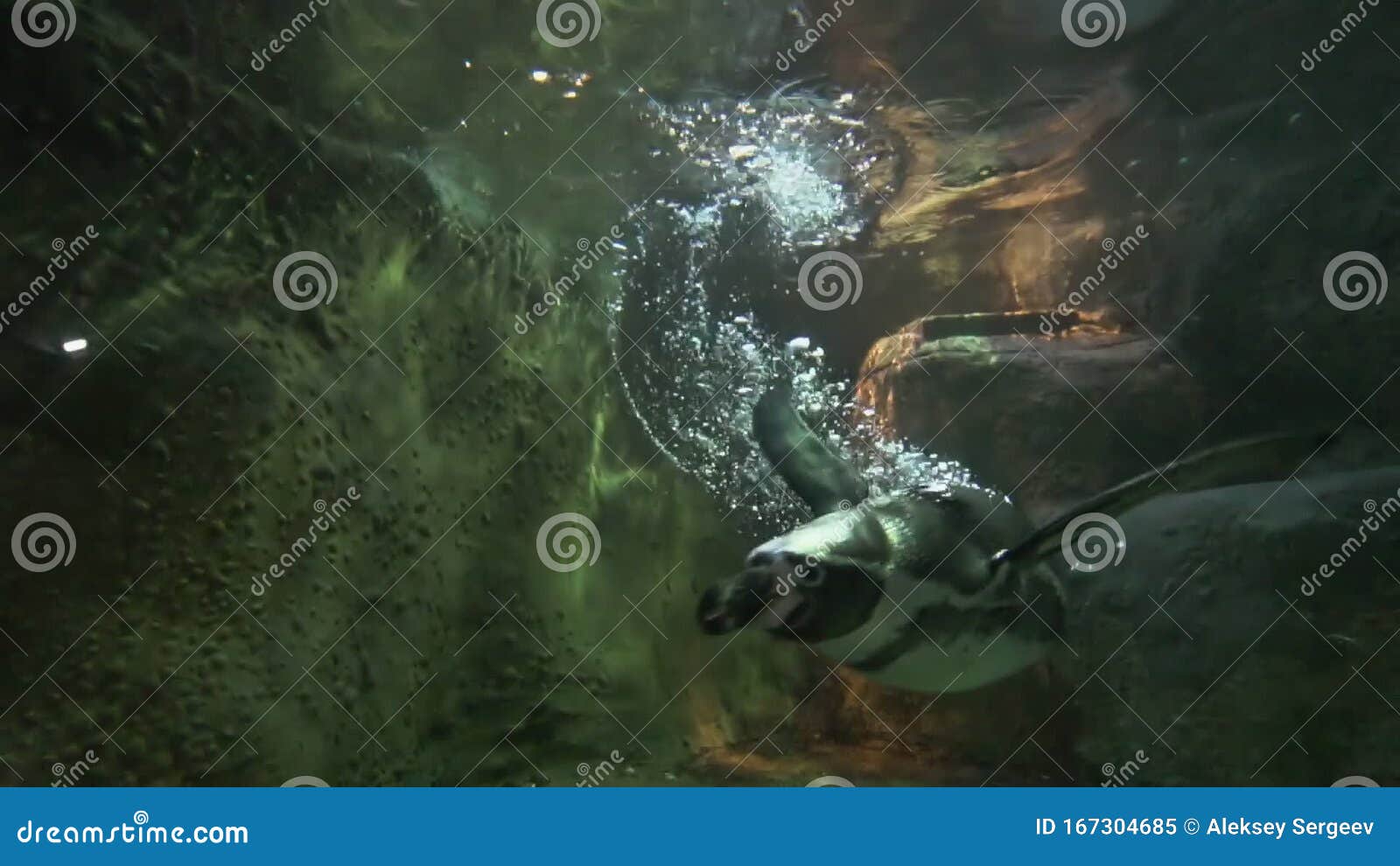 View of a Floating Penguin from Under the Water Stock Video - Video of ...