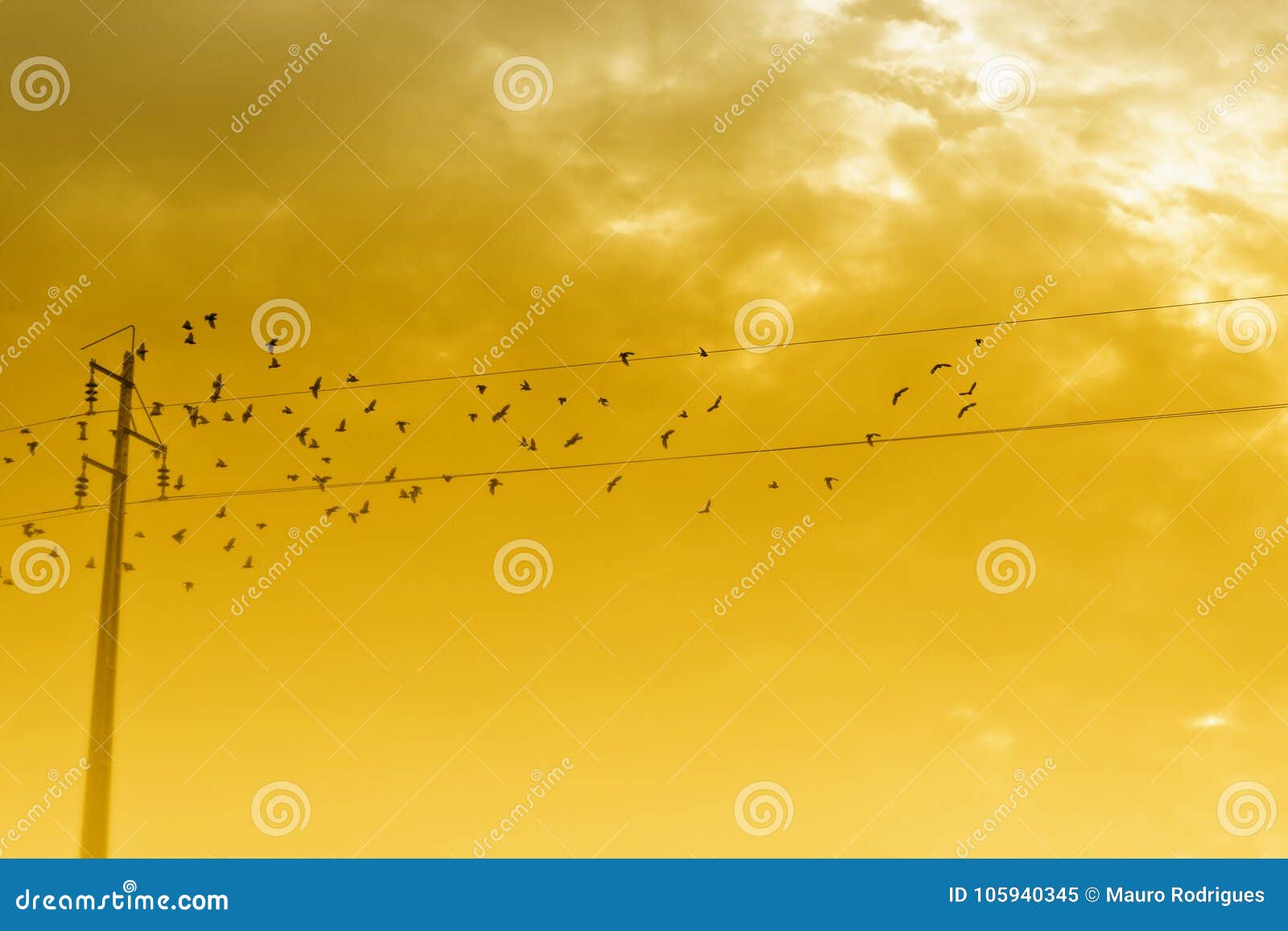 Birds on a powerline stock image. Image of blackbird - 105940345