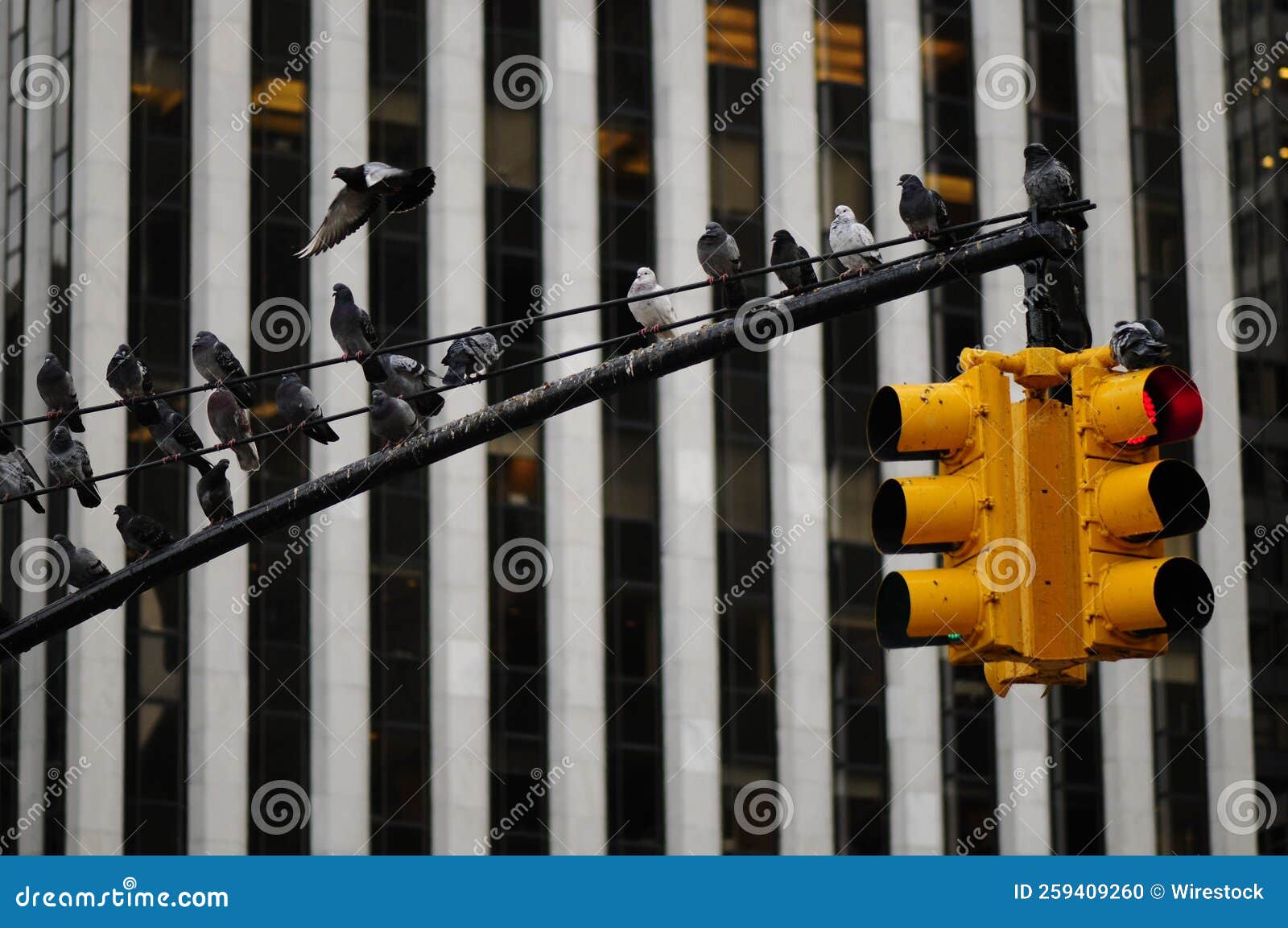 View of Flock of Birds Perching on Traffic Light Stock Photo - Image of ...