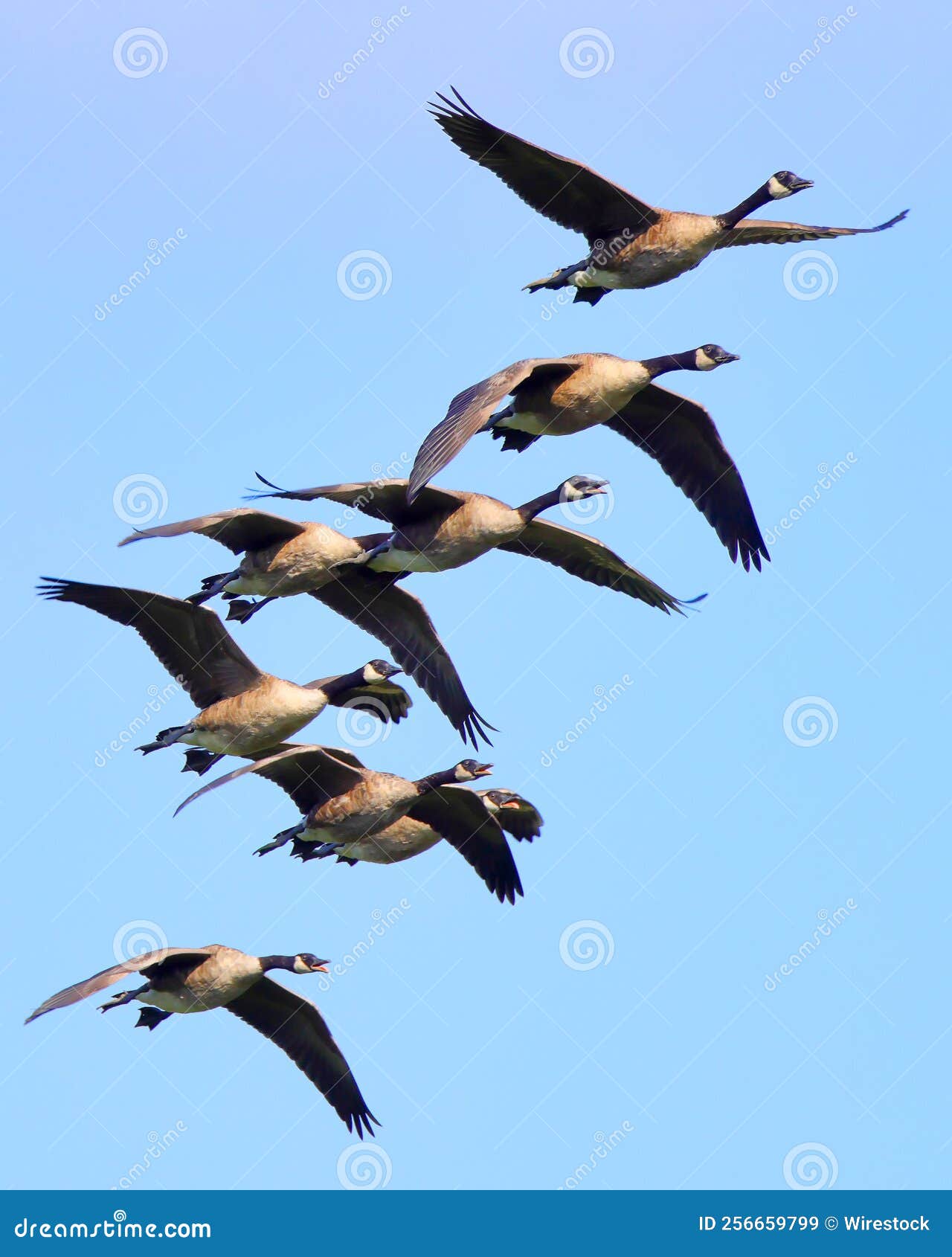 View of Flock of Geese in Background of Blue Sky Stock Image - Image of ...