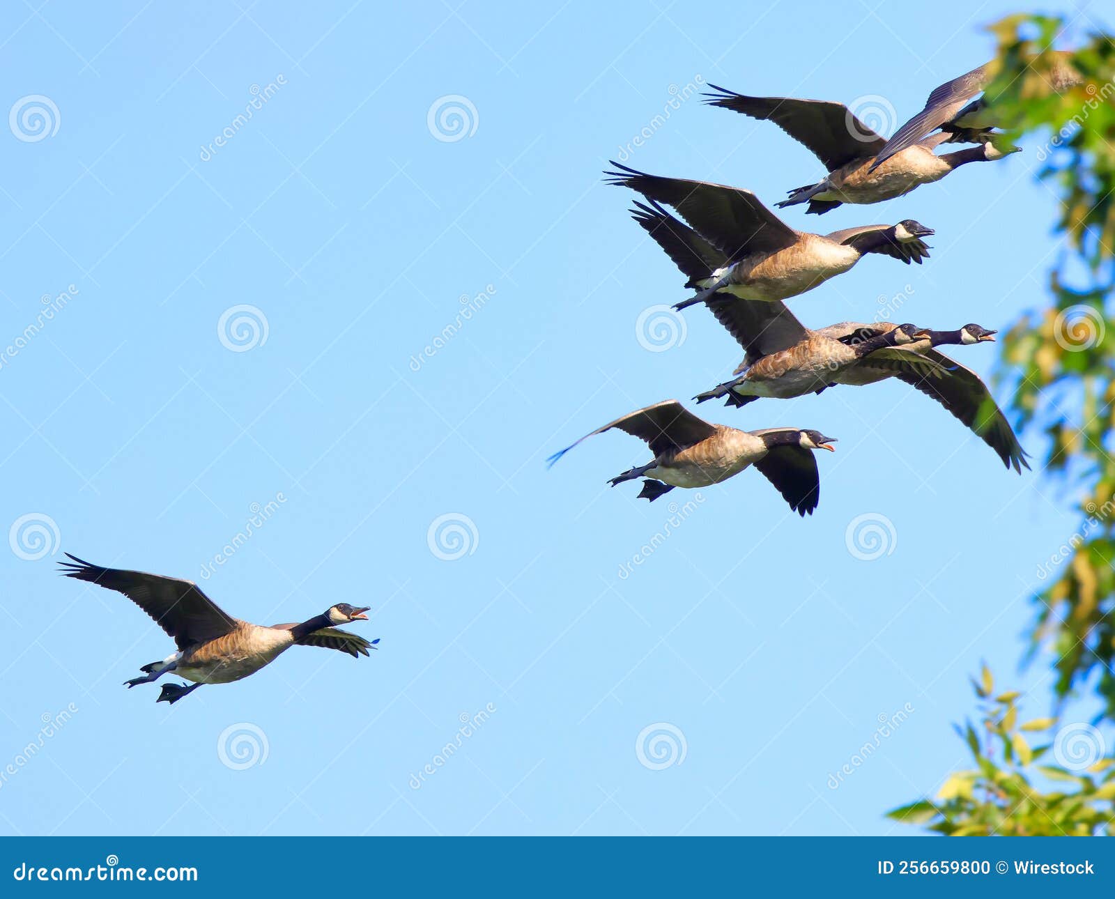 View of Flock of Geese in Background of Blue Sky Stock Photo - Image of ...