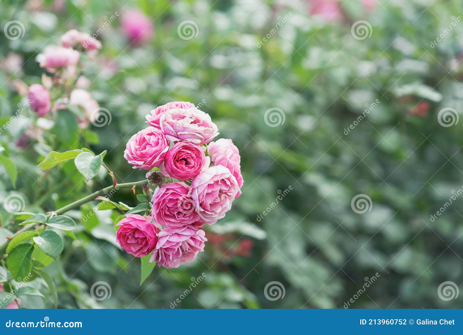 View of a Flower Bed of Pink Rose Bushes in the Garden Stock Photo ...