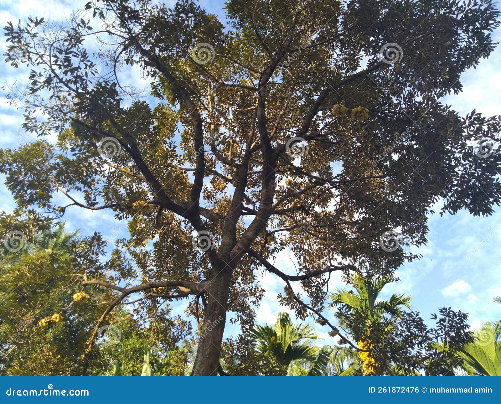 Durian flowers in bloom stock photo. Image of autumn - 261872476