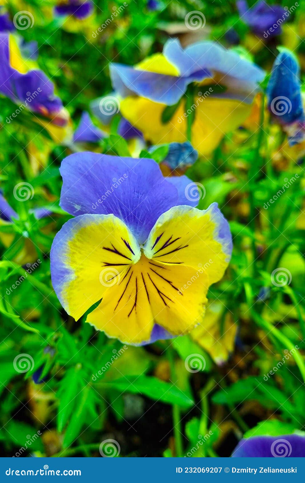 View of the Flowering Violet in the Garden in Summer Stock Image ...