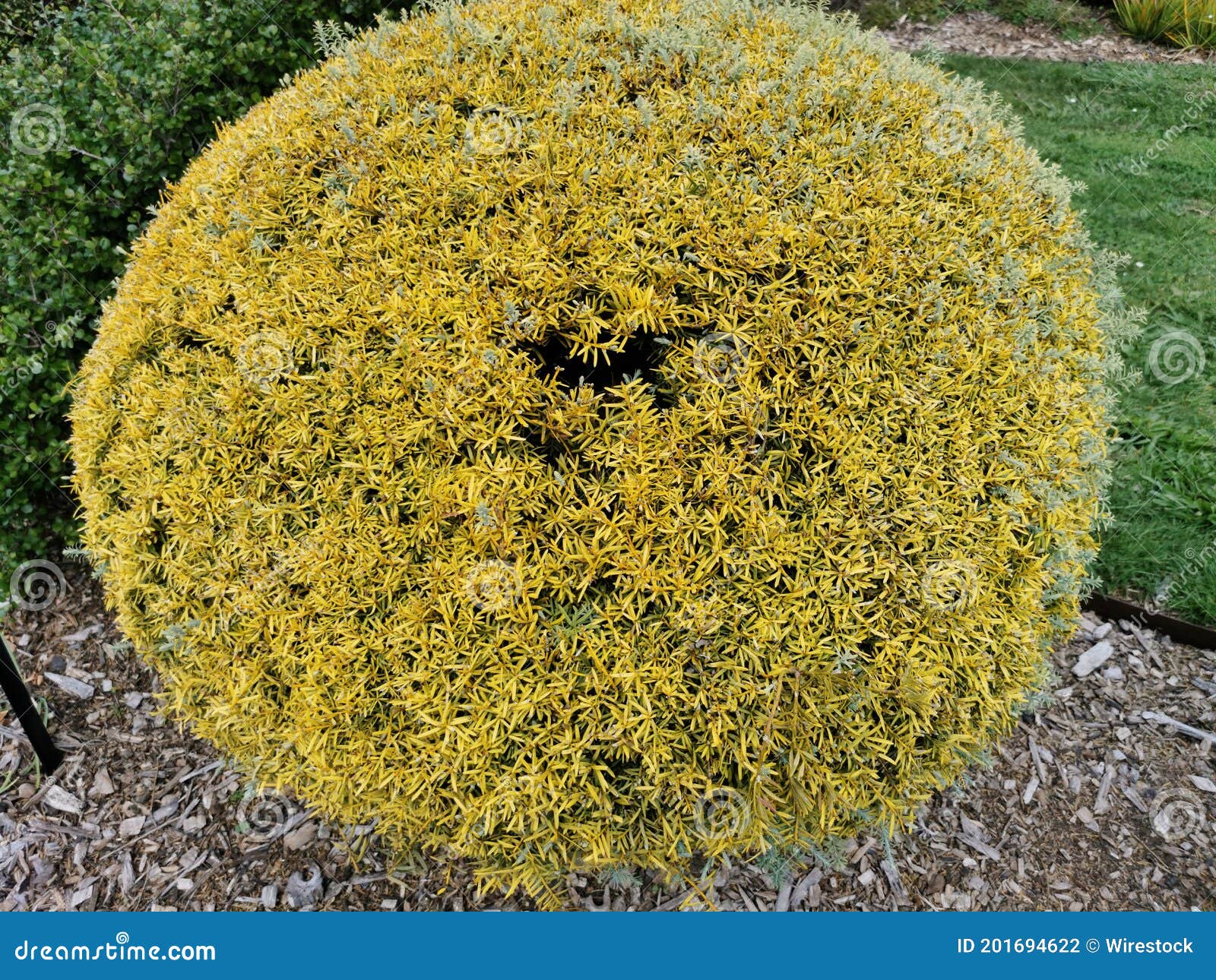 View Fo Round-shaped Bush Trimmed in a Garden Stock Photo - Image of ...