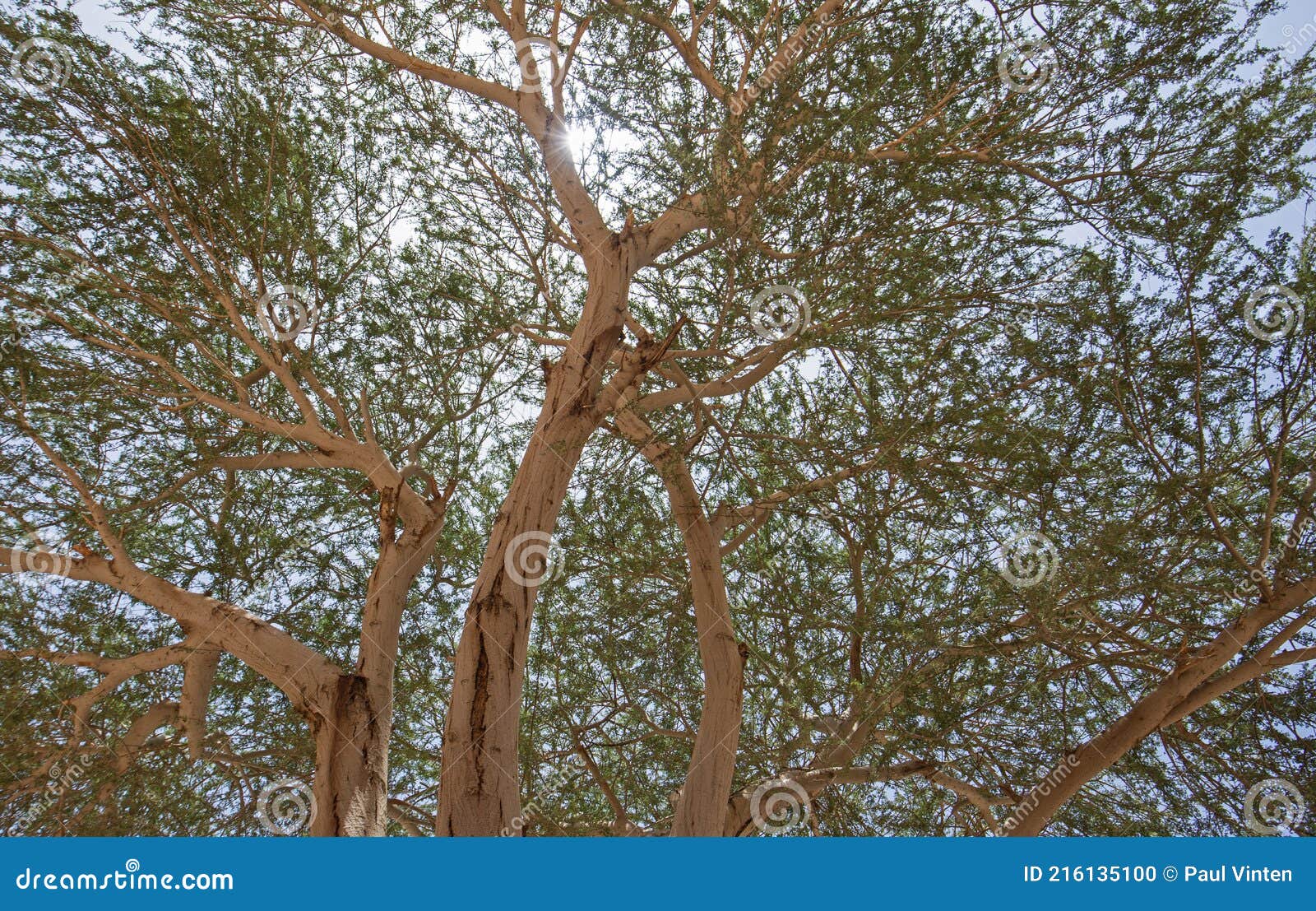 View through Foliage of Desert Acacia Tree Stock Photo - Image of ...