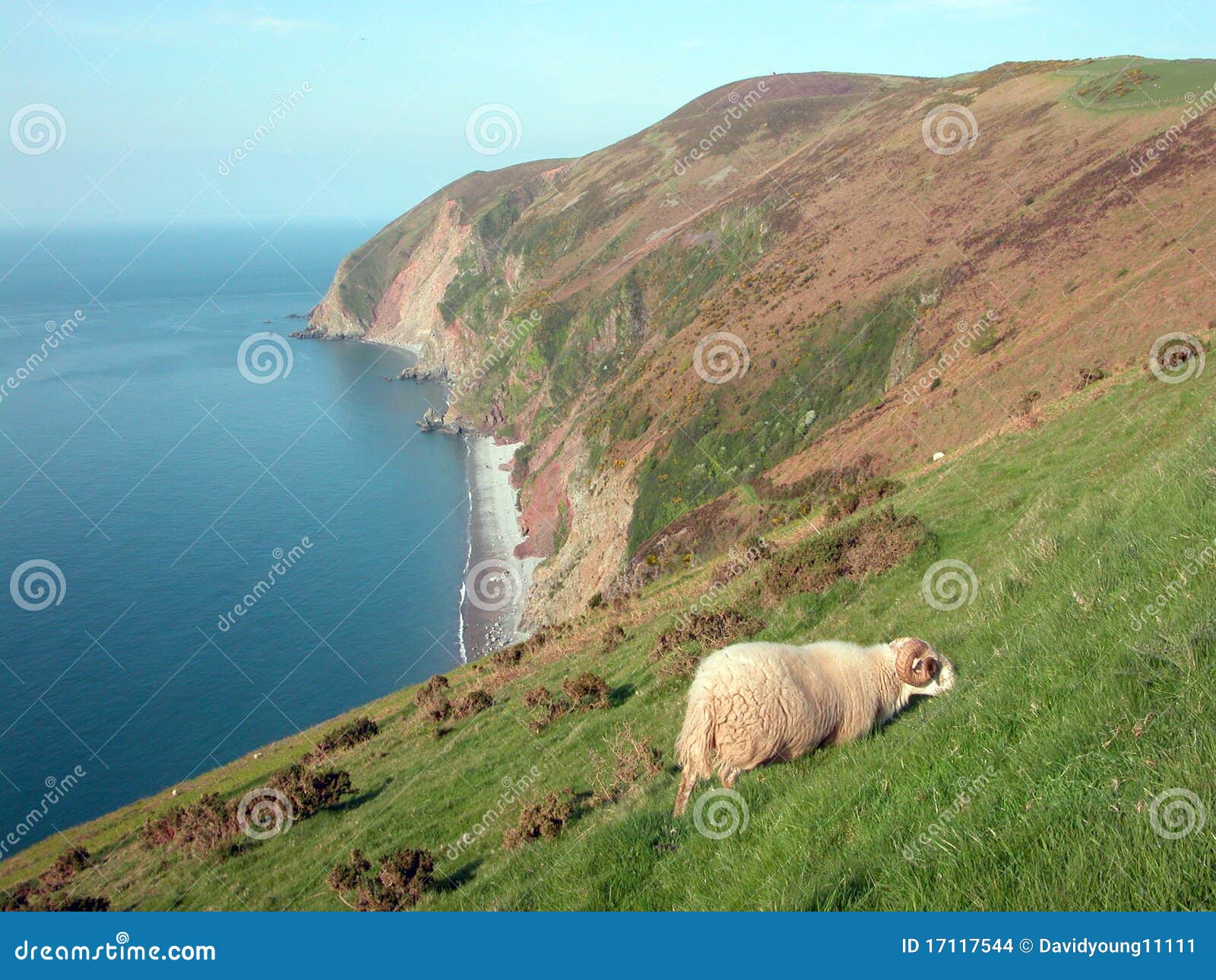 View of Foreland Point with Sheep, North Devon Stock Photo - Image of ...