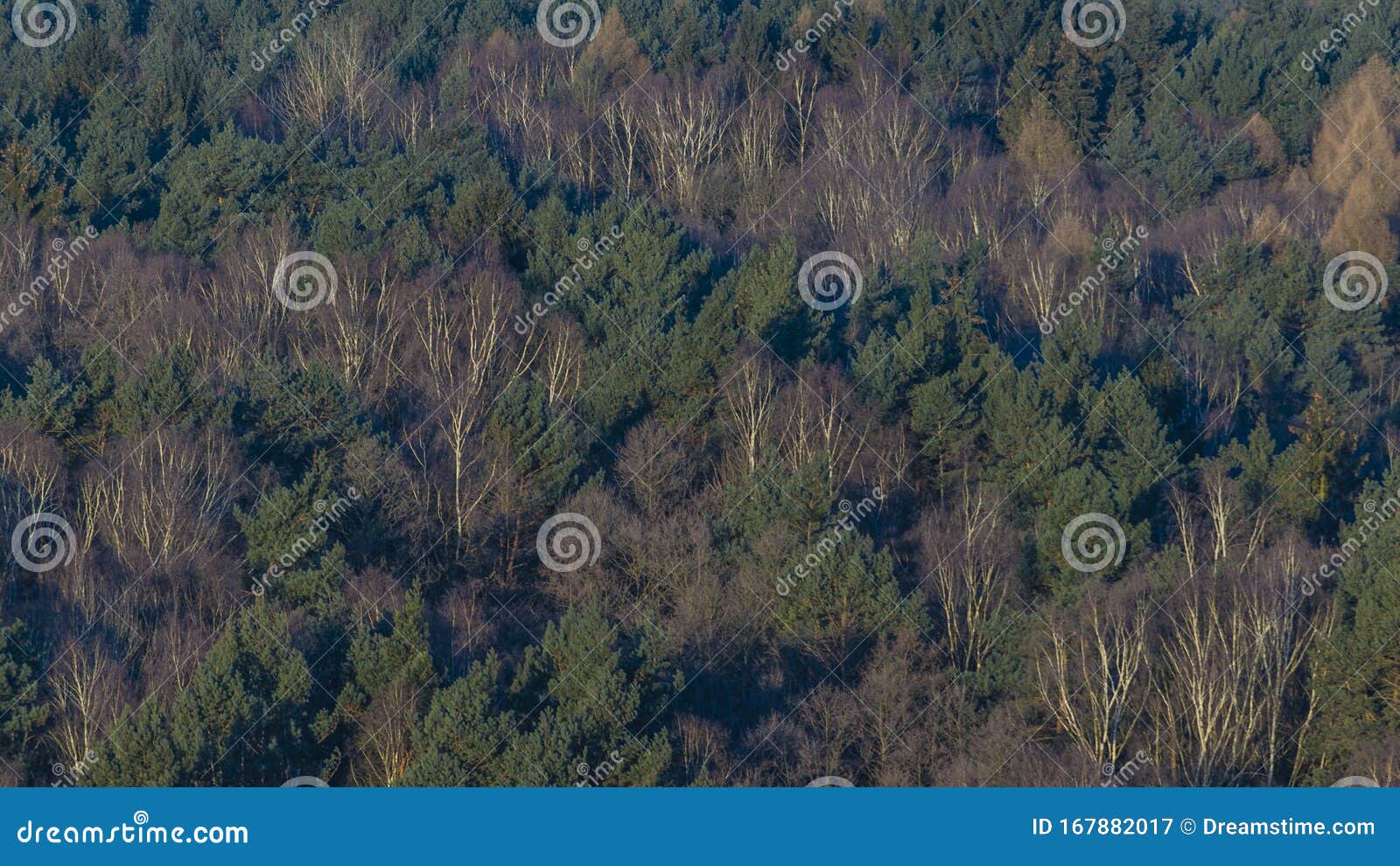 View of the Forest from Above from a View Point Stock Image - Image of ...