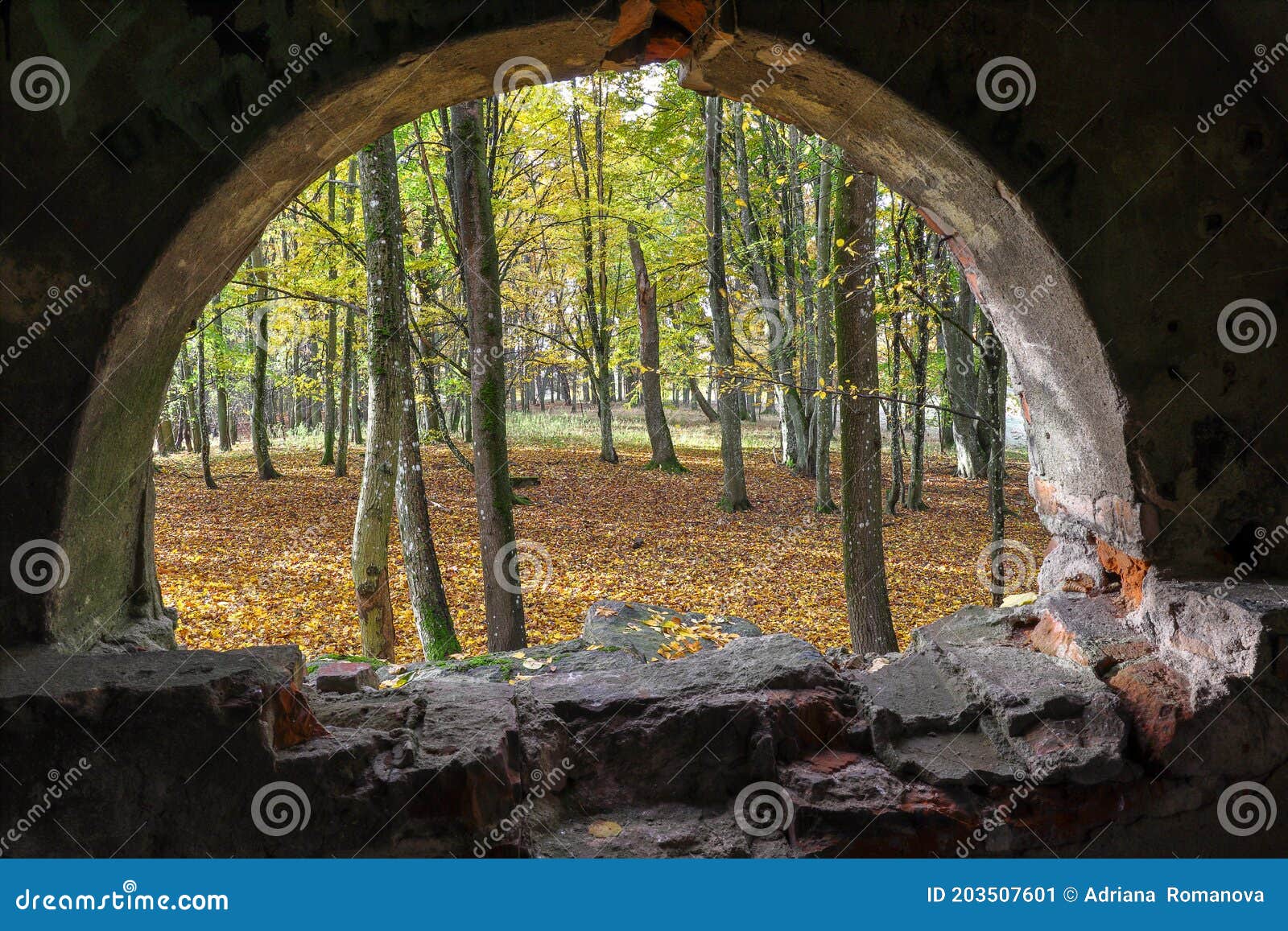 View of the Forest through a Hole in the Wall Stock Image - Image of ...