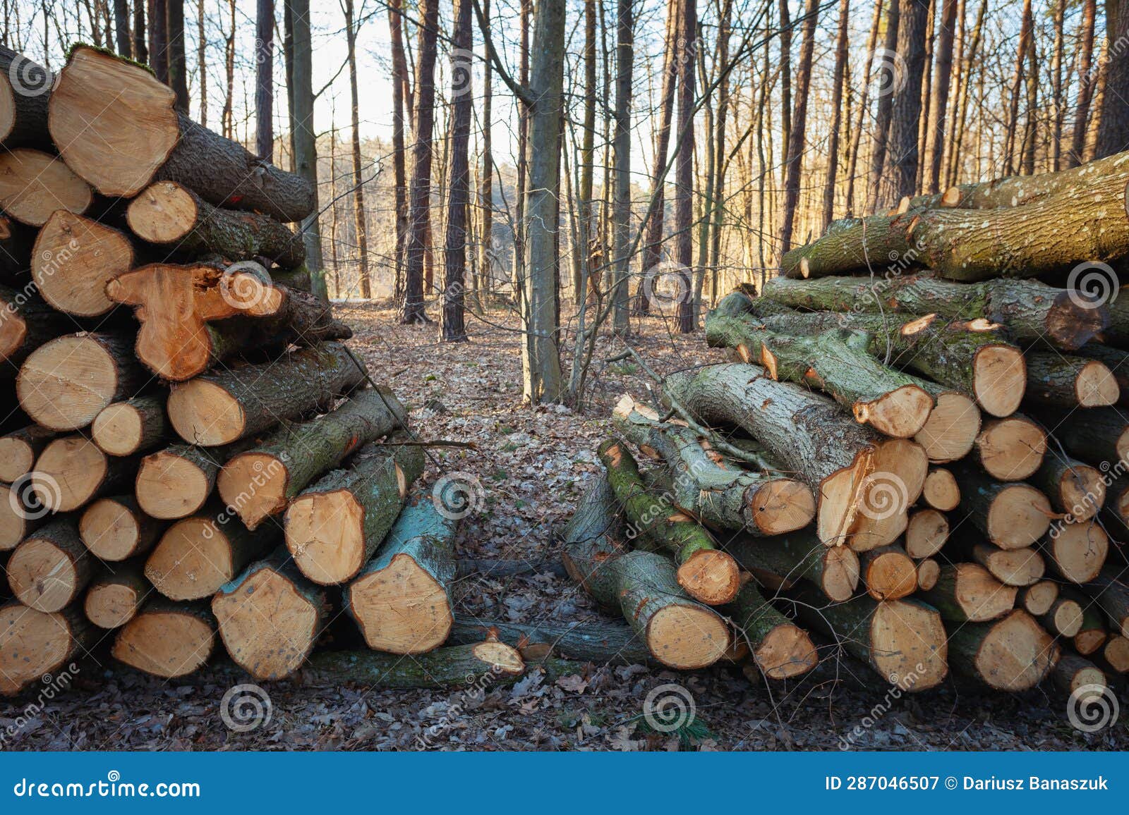 View of the Forest Behind Piles of Wood, Landscape in Eastern Poland ...