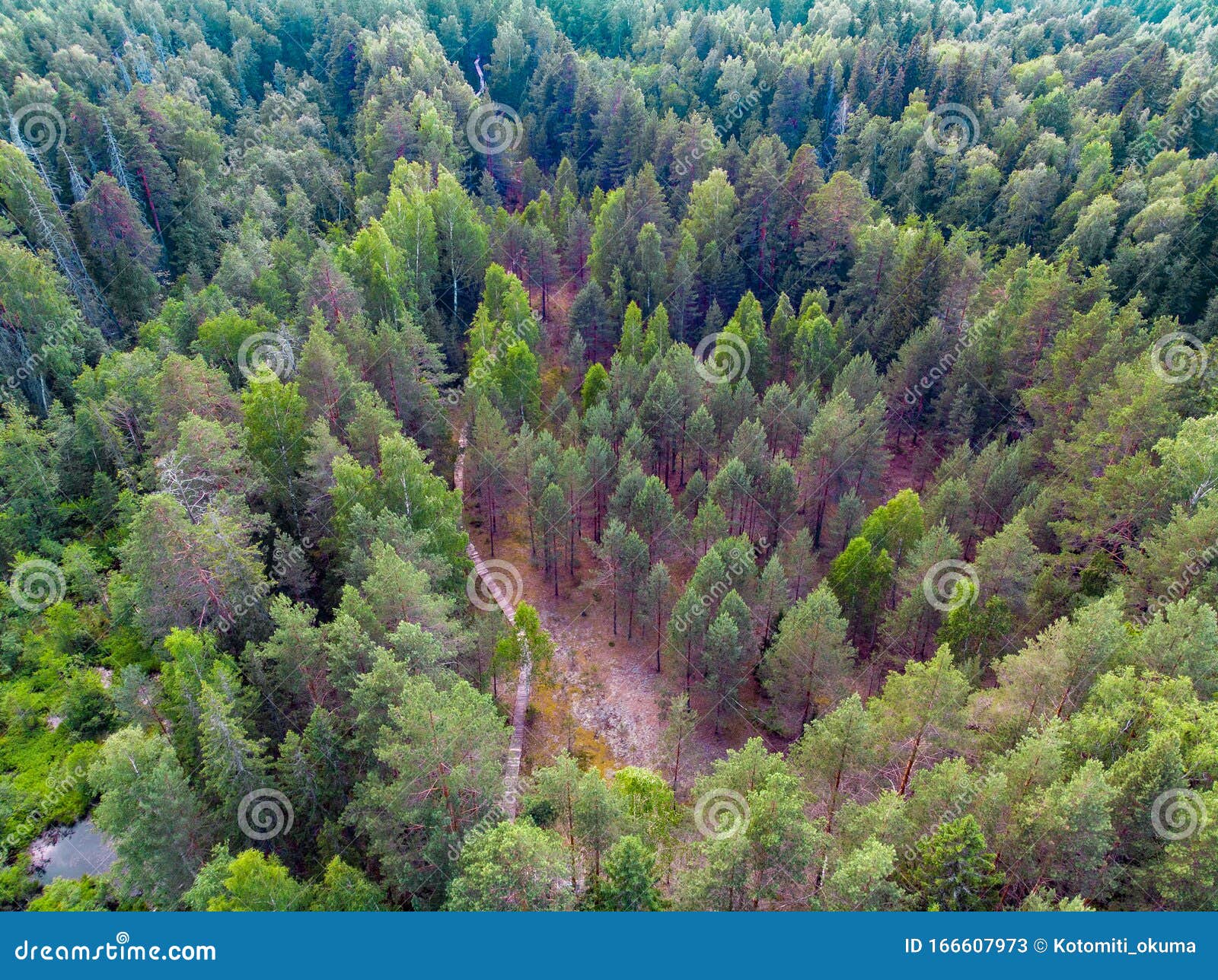 View of the Forest from a Birds Flight Stock Image - Image of landscape ...