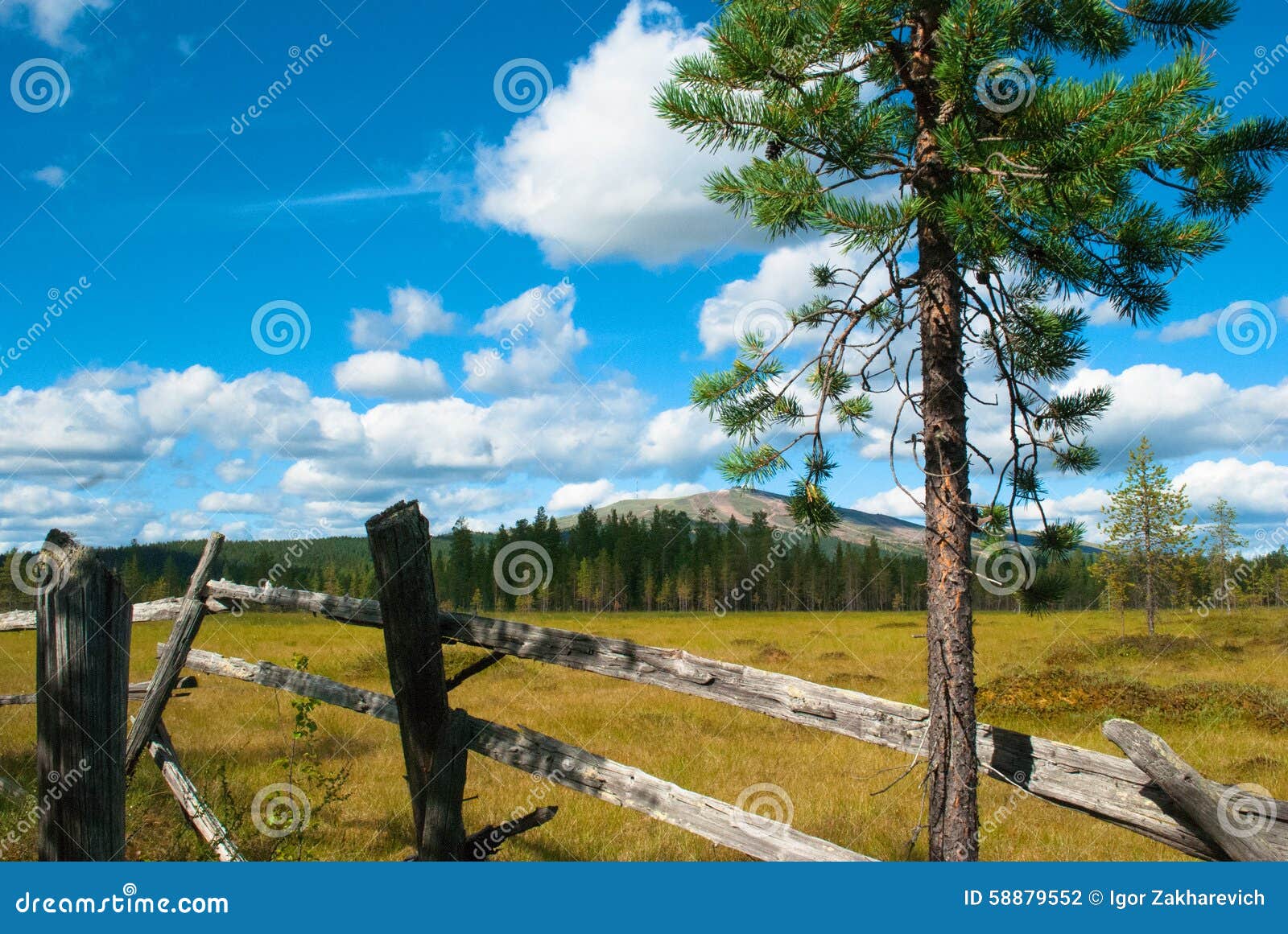 View of a forest bog . stock photo. Image of calm, swamp - 58879552