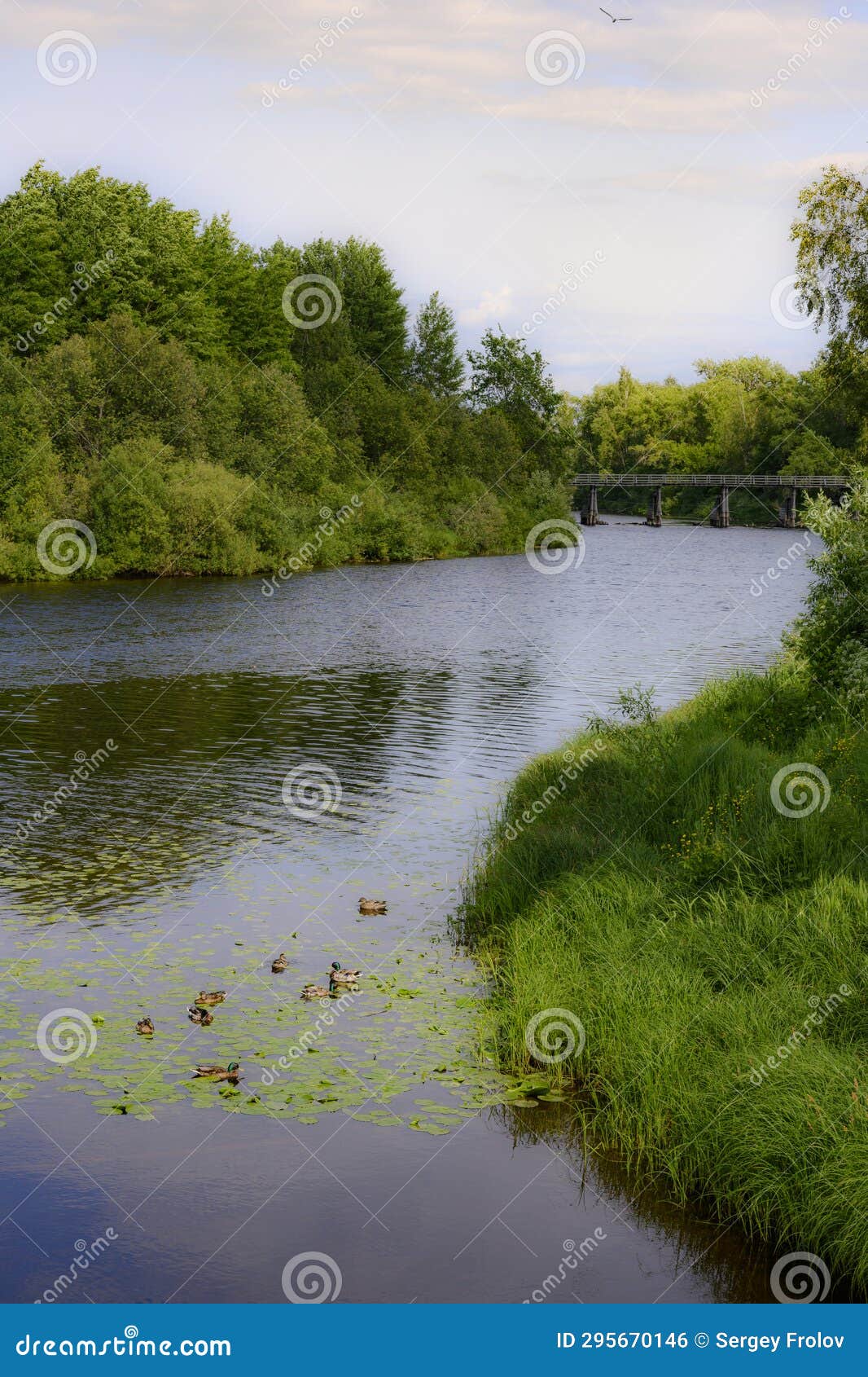 The Forest, Bridge and Ducks on the Olonka River in Karelia in Summer ...