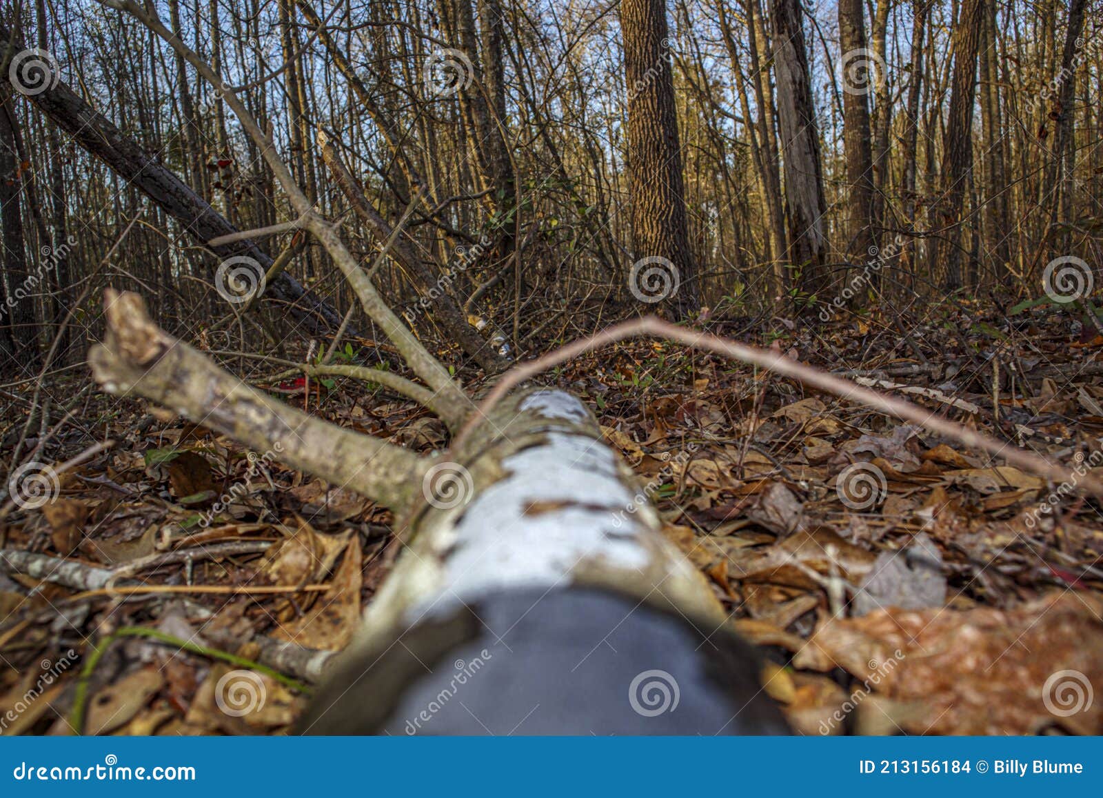 View of the Forest from a Dead Tree on the Ground in the Winter Stock ...
