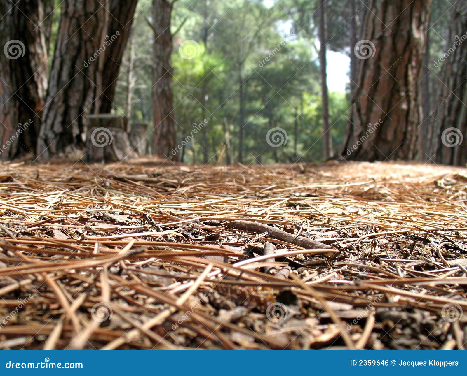 View from the forest floor stock photo. Image of pine - 2359646