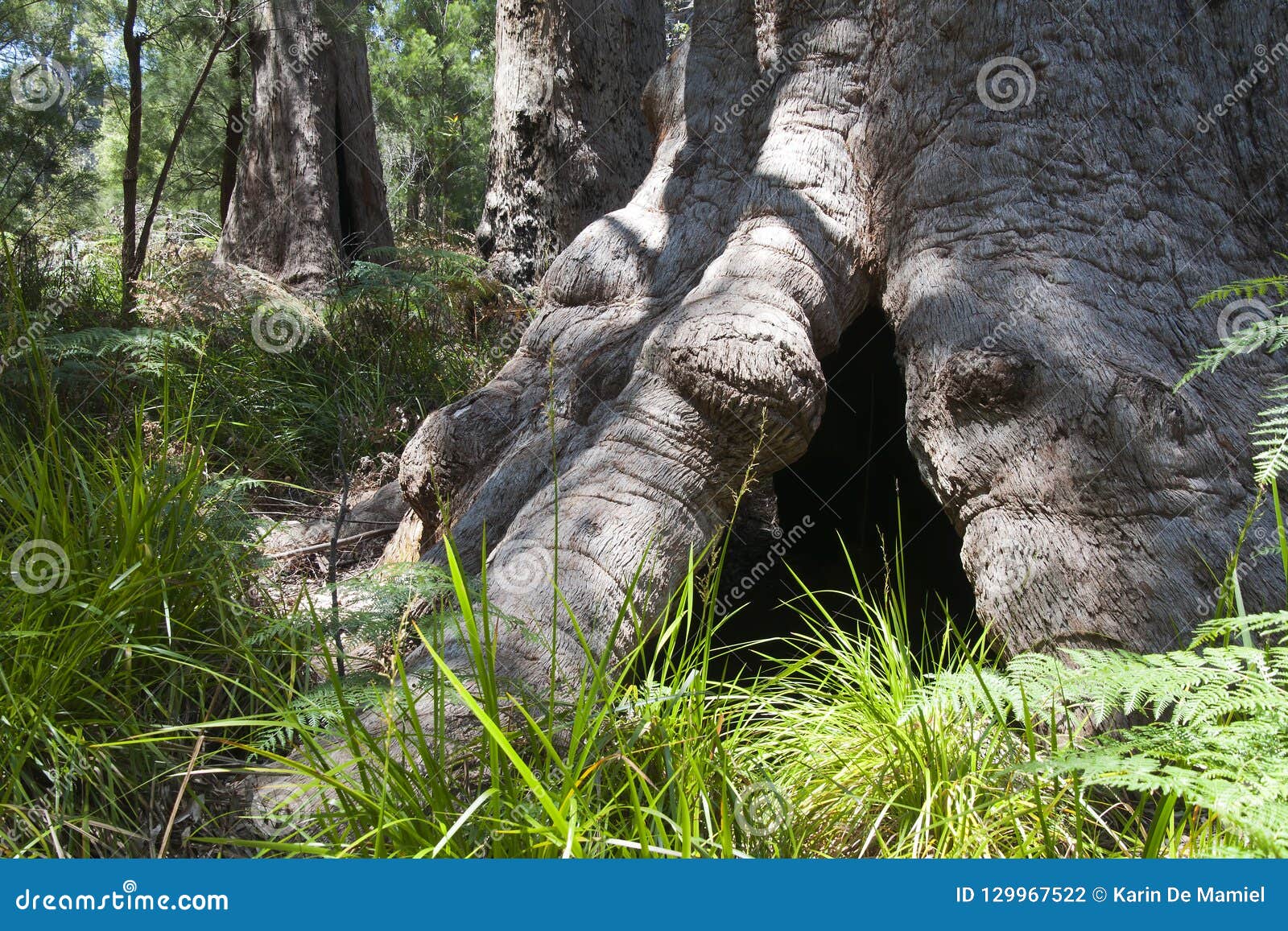 View of Forest Floor and Trunk of an Ancient Red Tingle Tree Stock ...