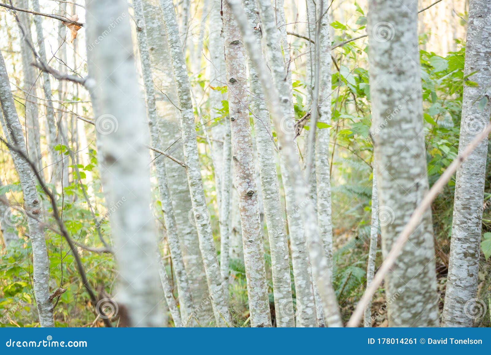 Red Alder trees stock image. Image of expedition, camping - 178014261