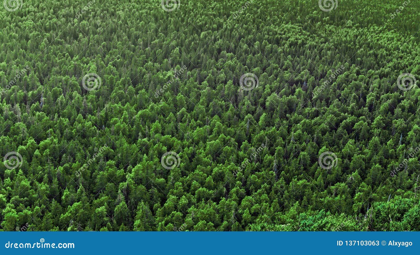 View of the Forest from a Height Stock Image - Image of natural, nature ...