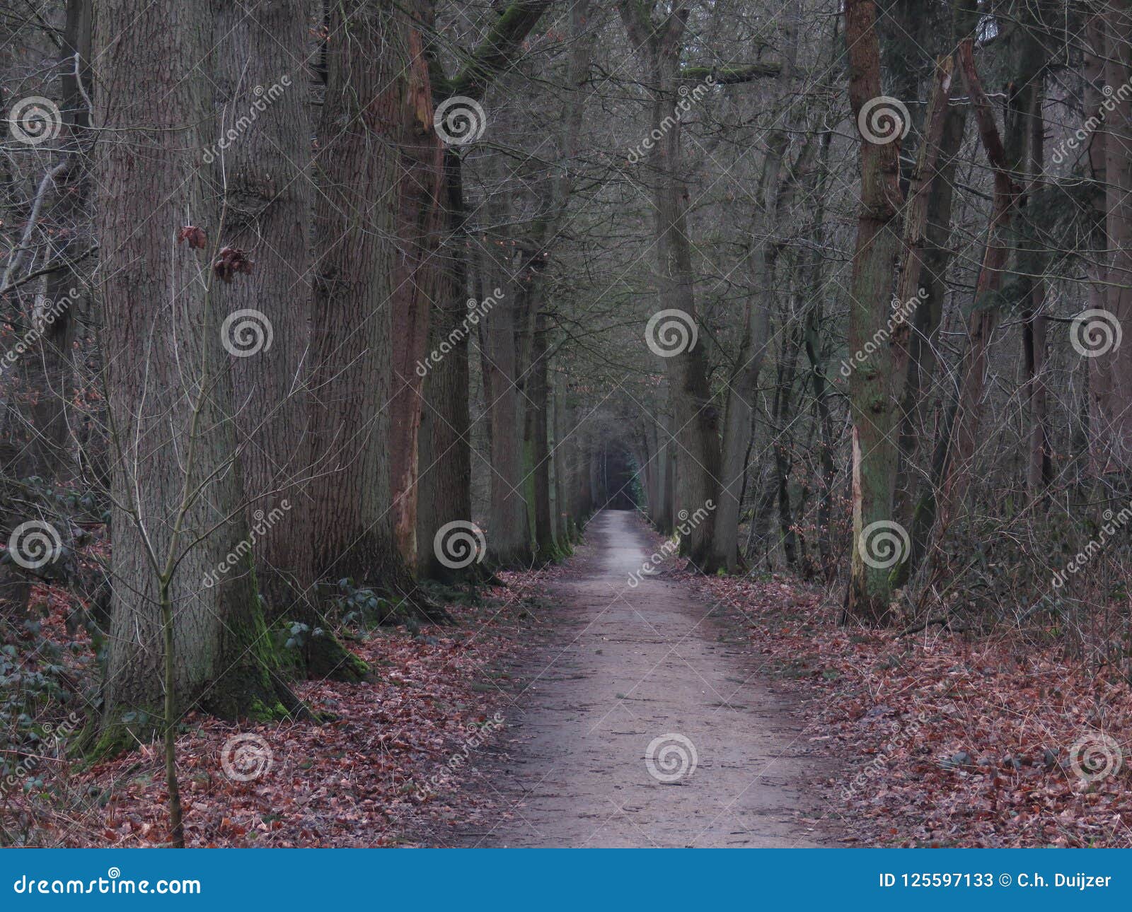 A view in the forest stock image. Image of view, path - 125597133