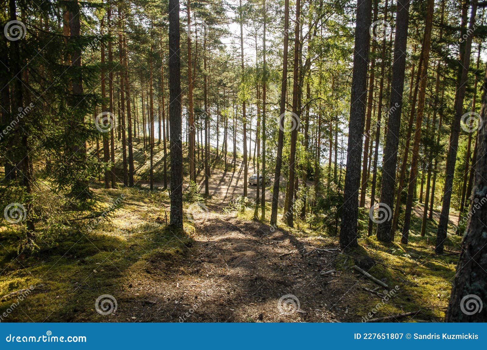 View of the Forest from the Hill Stock Image - Image of nature, light ...