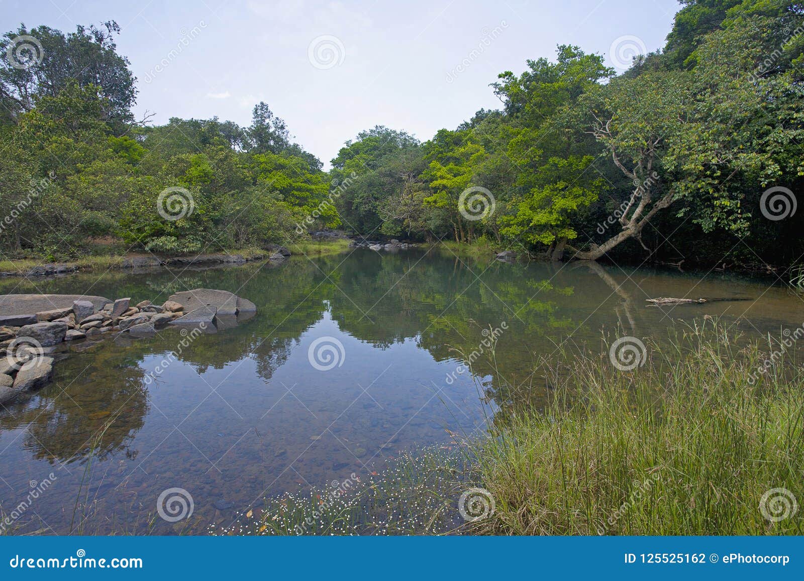 View of Forest in Karnataka State of India. Stock Photo - Image of ...