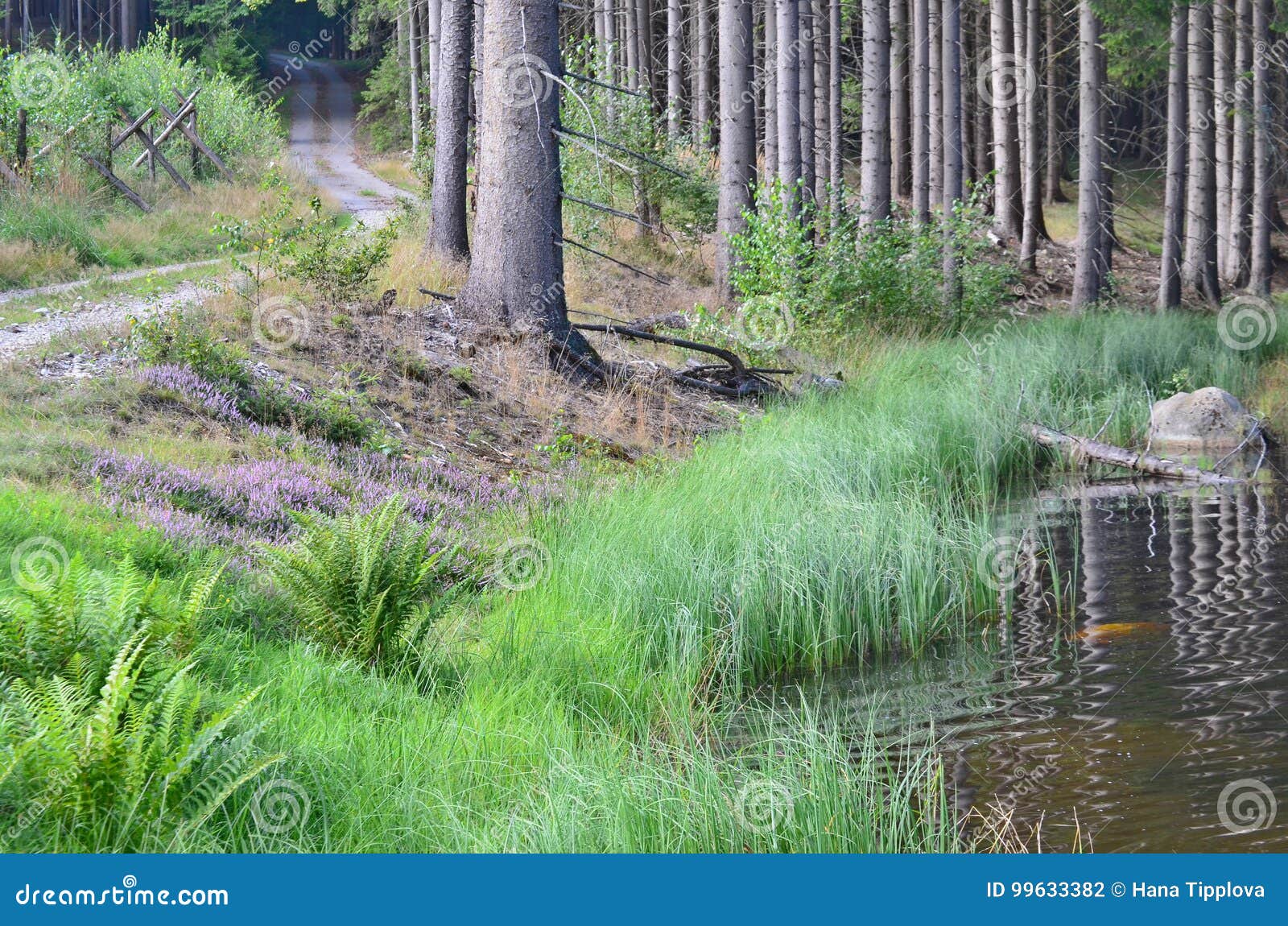 View of the Forest Landscape Stock Photo - Image of bright, wooden ...