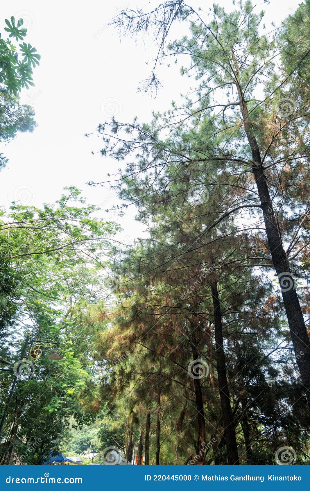 The View in the Forest when we Look Up Stock Photo - Image of trees ...