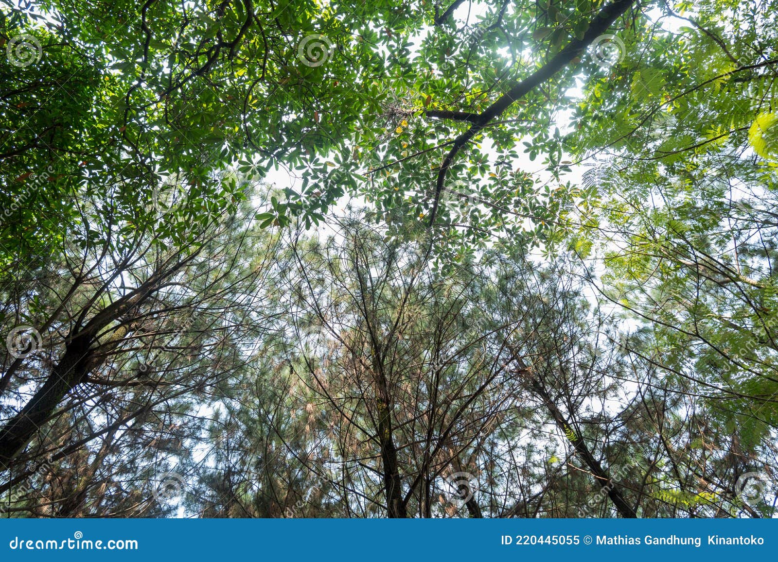 The View in the Forest when we Look Up Stock Image - Image of floor ...