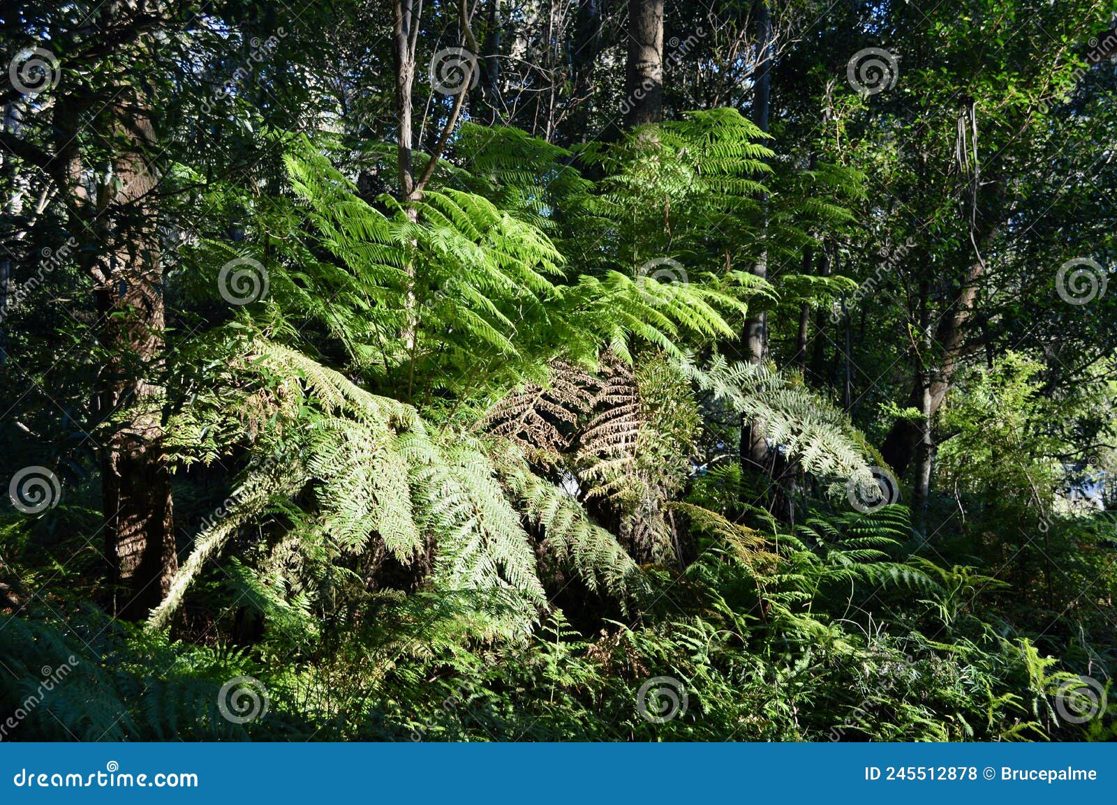 A View of the Forest at Mount Irvine Stock Photo - Image of scenic ...