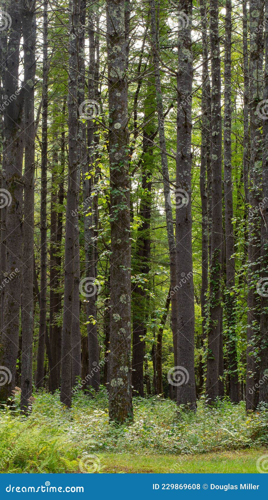Trip To the Forest in Midsetember Stock Photo - Image of wilderness ...