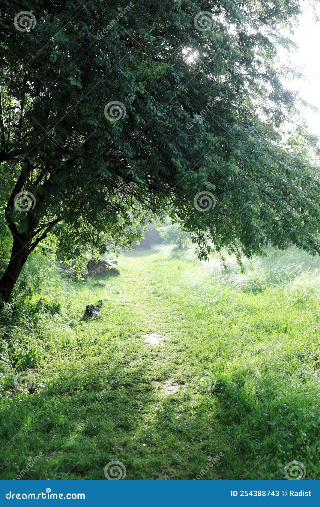 View of Forest Path after Rain Stock Image - Image of park, nature ...