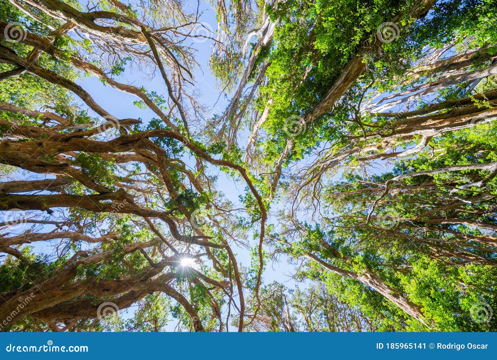 View of a Forest Perspective Stock Image - Image of scenery ...