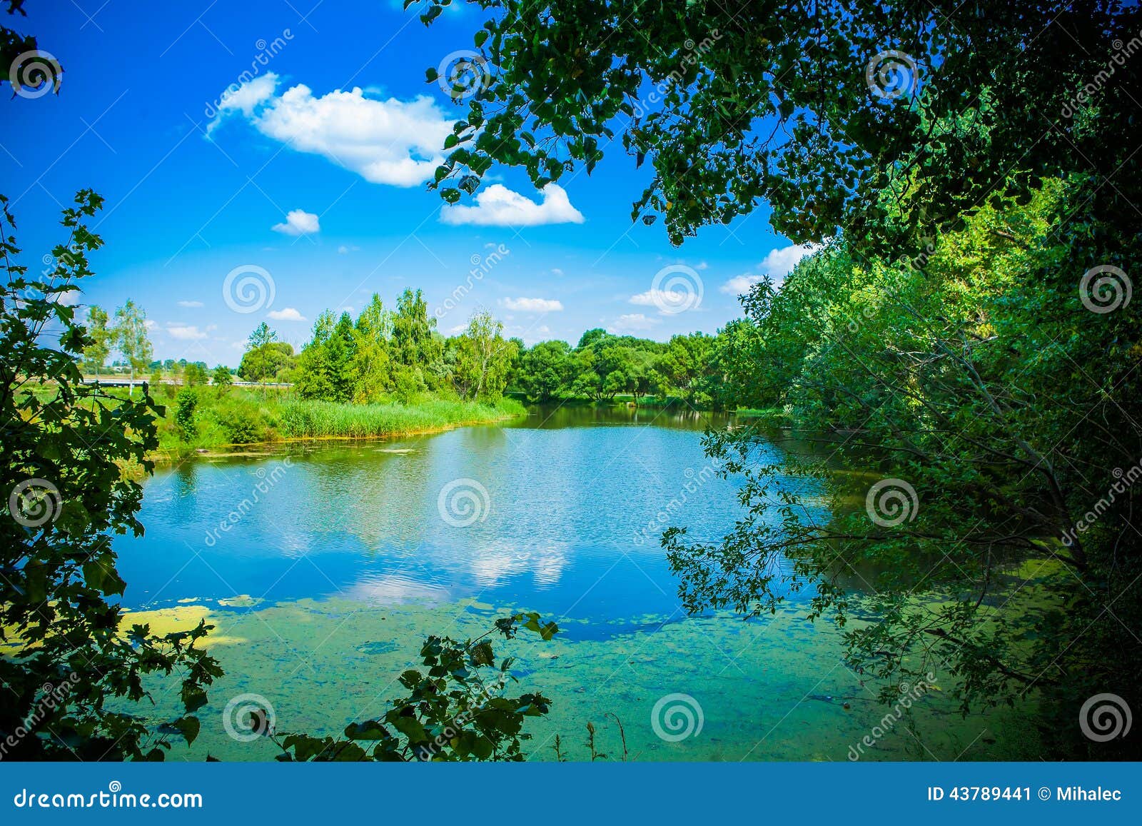 View on Forest River Trough Branches of Trees Stock Image - Image of ...
