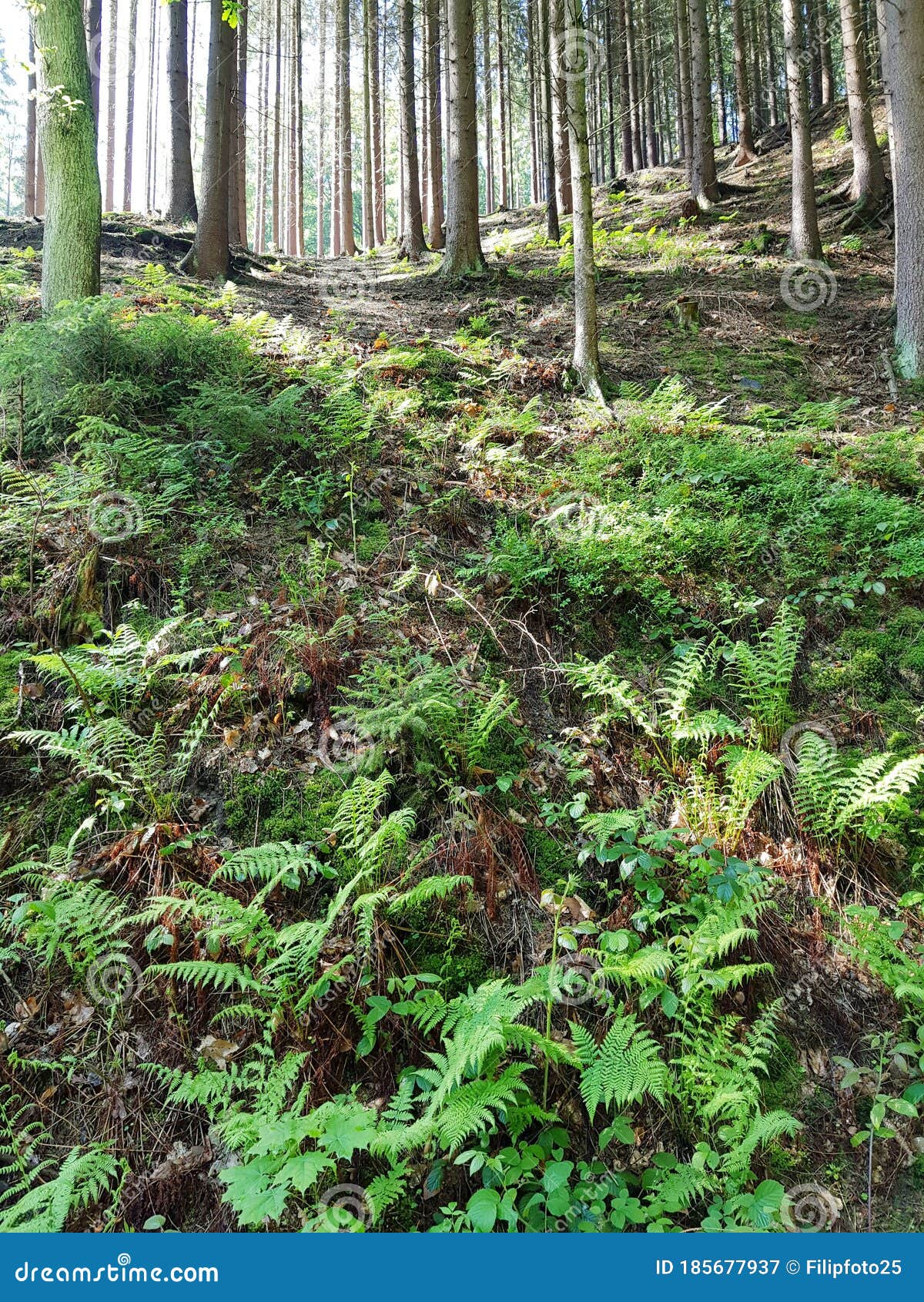 Forest with ferns stock image. Image of texture, foliage - 185677937