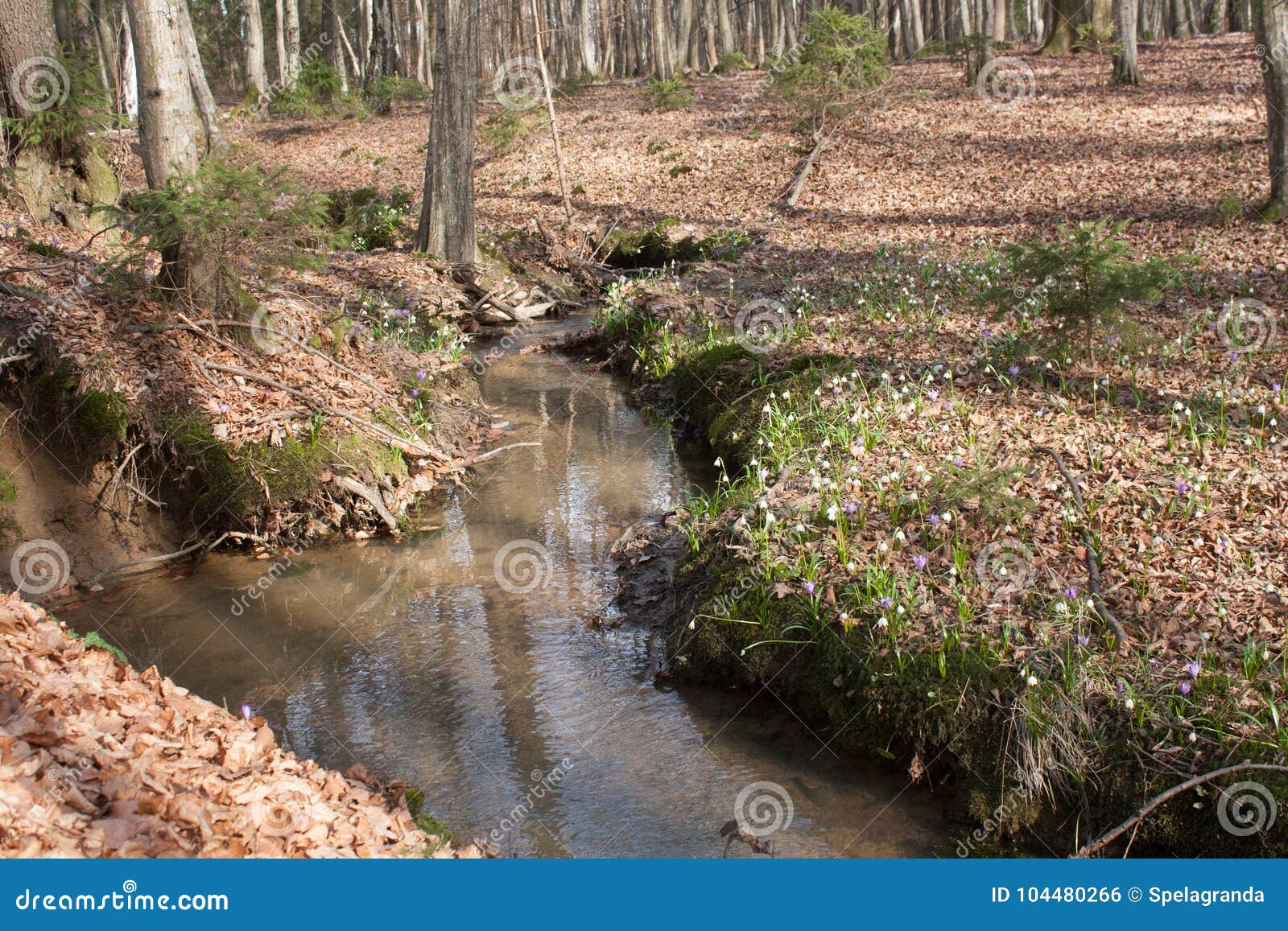 View of a Forest in Springtime Stock Photo - Image of beauty, blurred ...