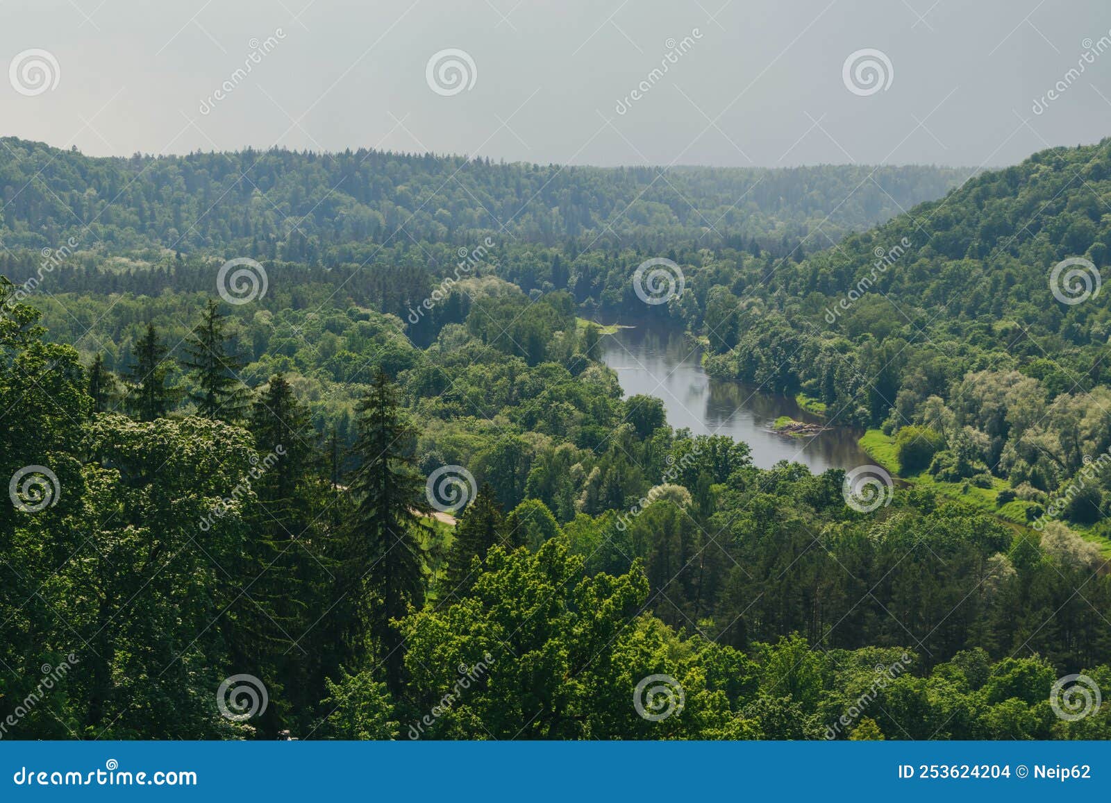 View of the Forest in Summer in Foggy Weather after Rain. a River Flows ...