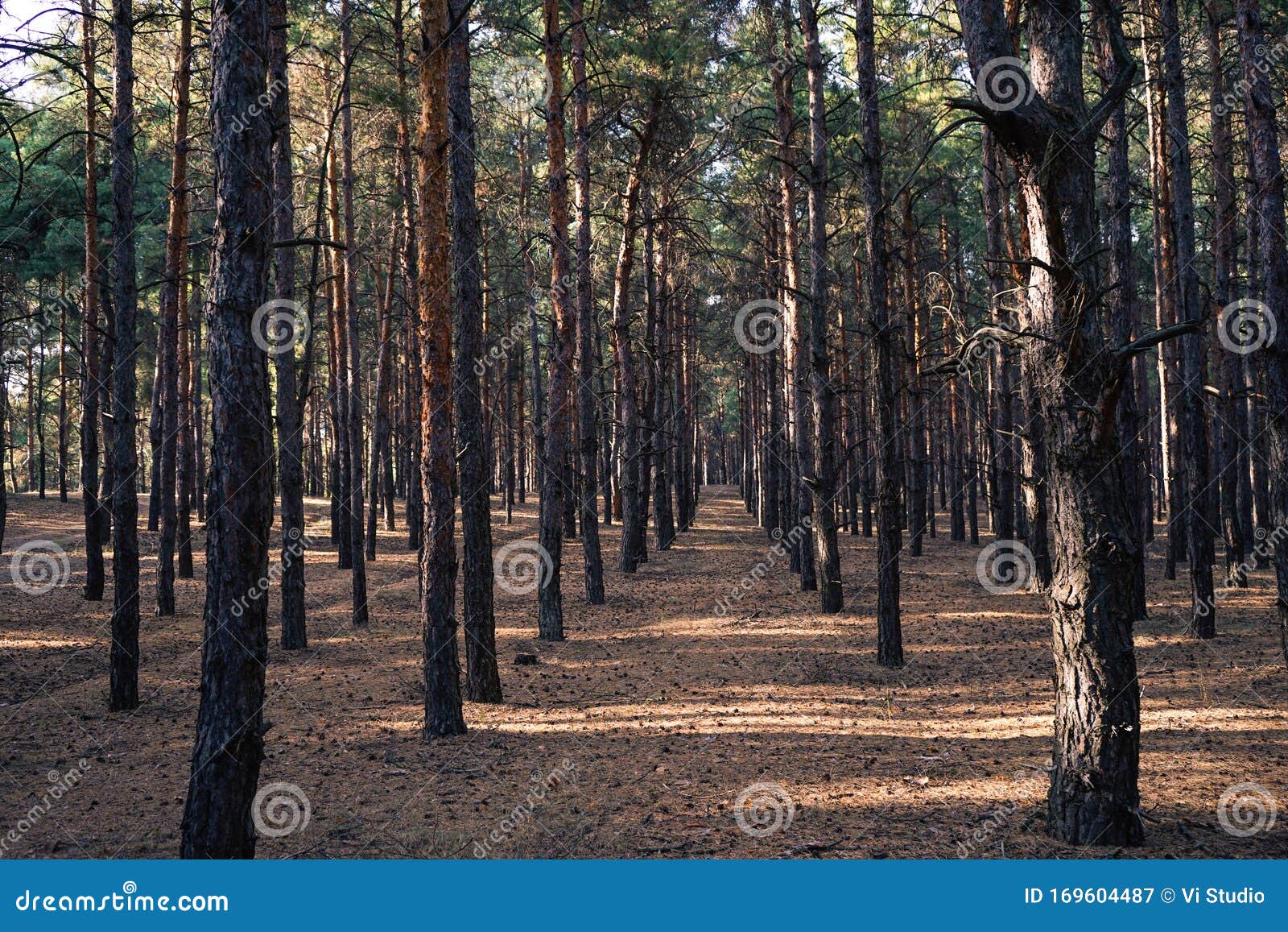 View of the Forest with Tall Fir Trees. Coniferous Forest, Tall Spruce ...