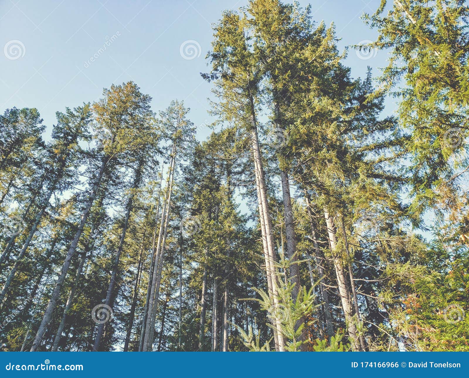 Tall canopy stock photo. Image of explore, lake, camping - 174166966