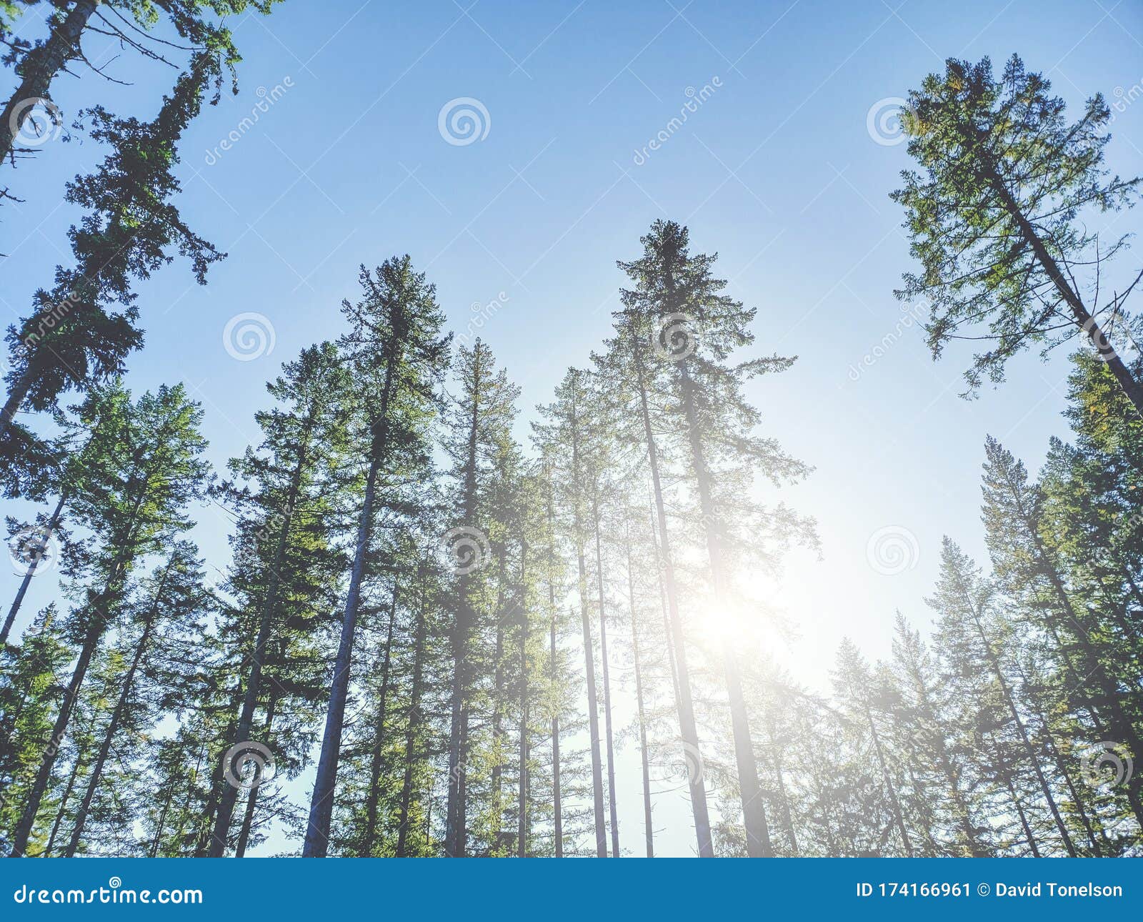 Tall canopy - sun stock image. Image of oregon, pacific - 174166961