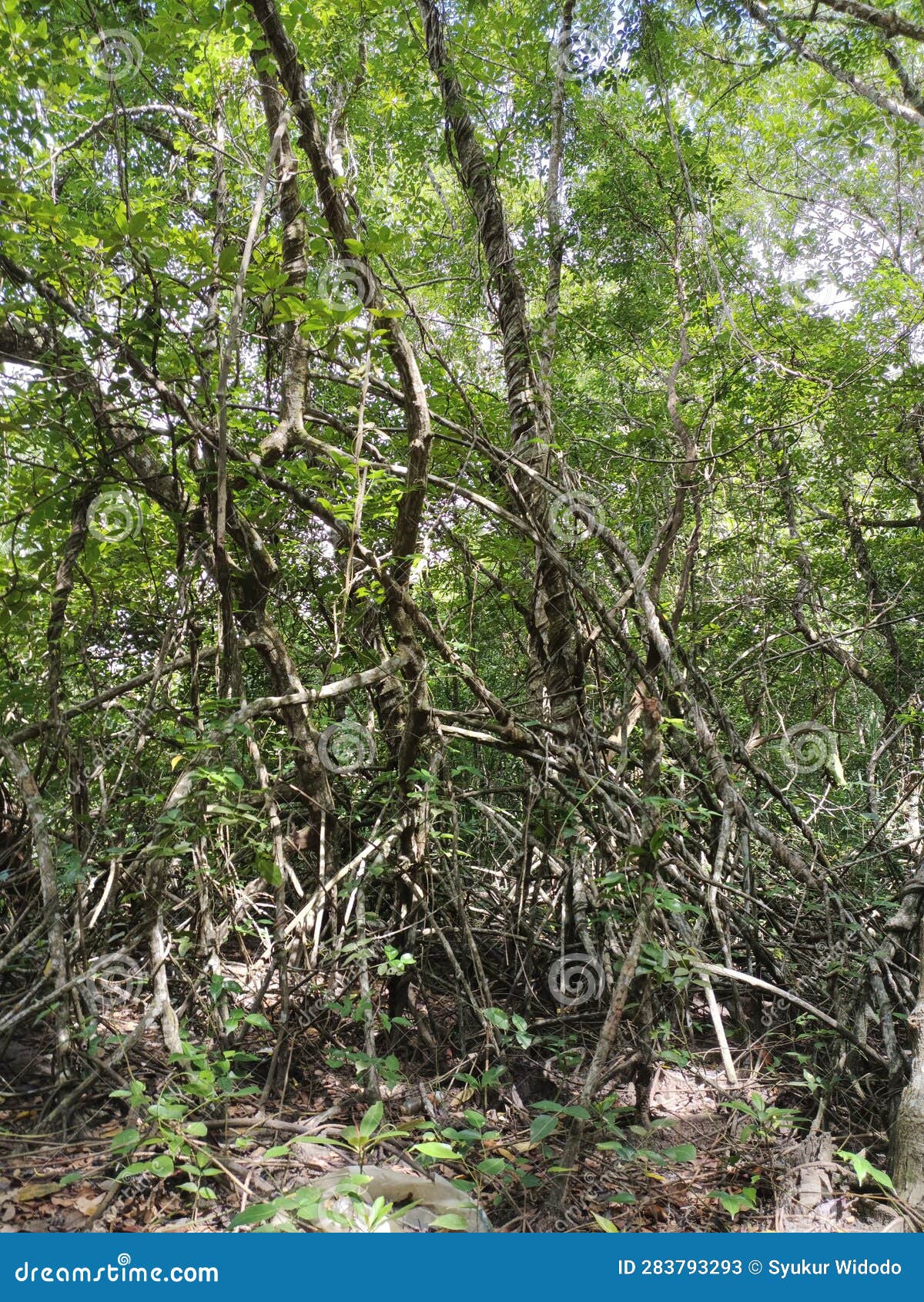 View in the Forest with Tangle of Trees and Roots Rising Above the ...