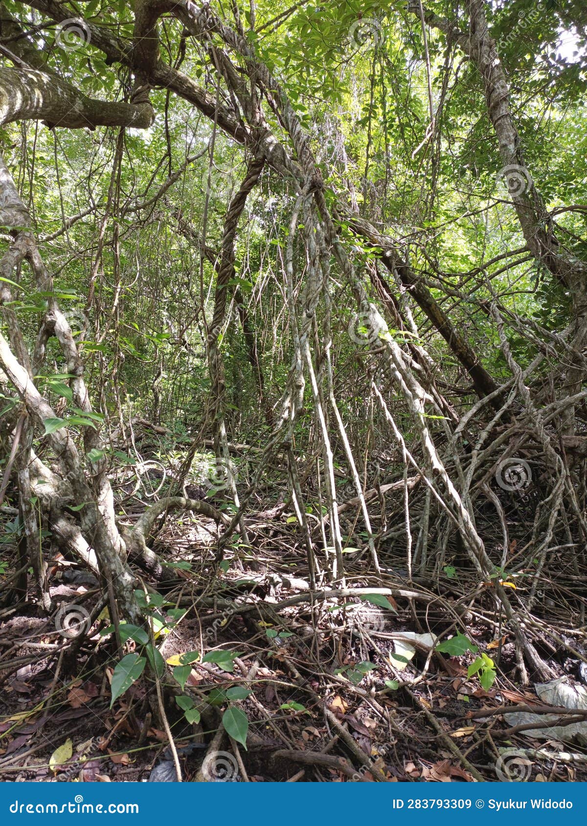 View in the Forest with Tangle of Trees and Roots Rising Above the ...