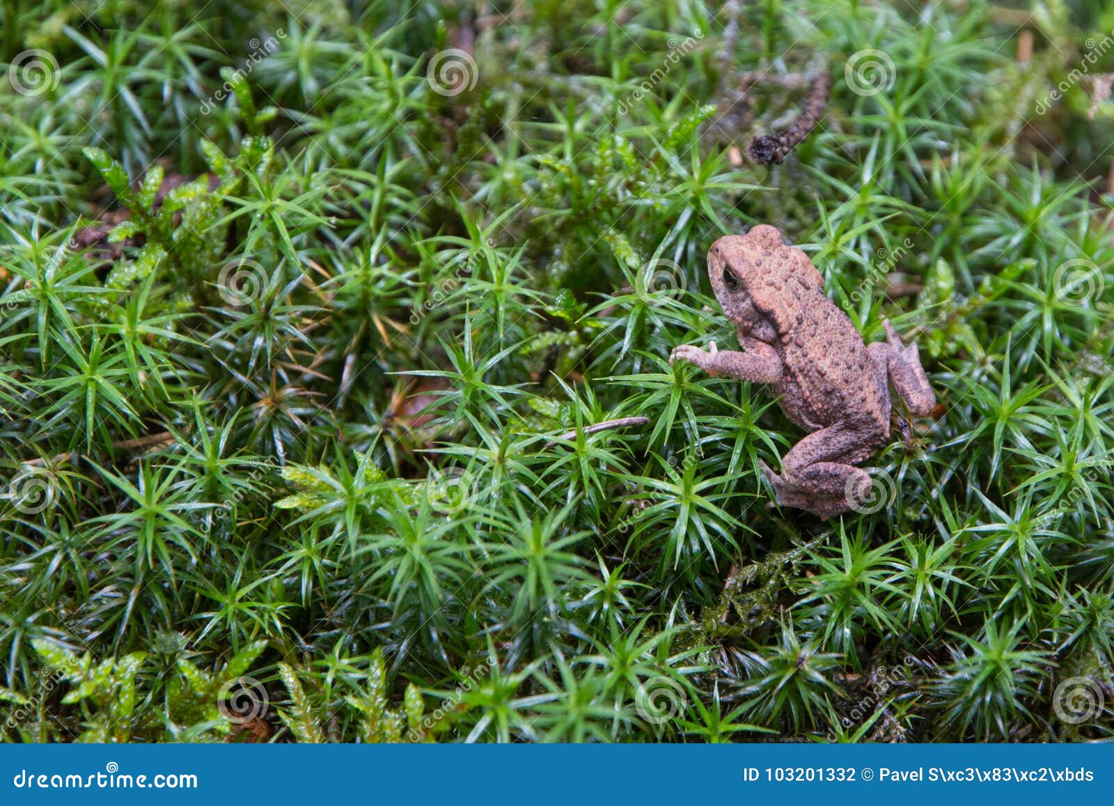 Forest Toad Sitting on Moss Stock Photo - Image of small, wildlife ...
