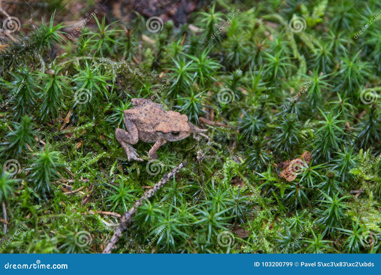 Forest Toad Sitting on Moss Stock Image - Image of small, frog: 103200799
